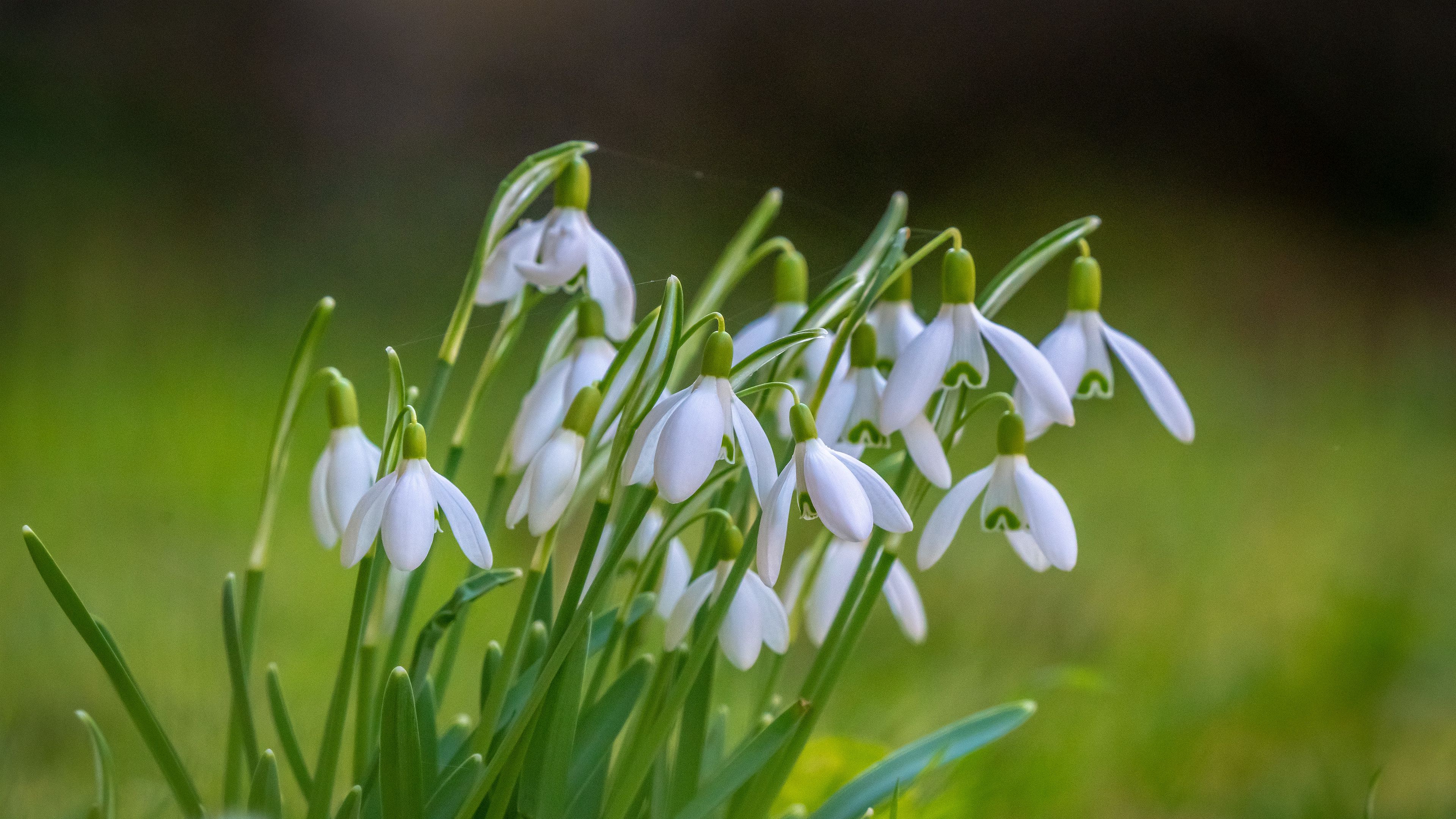 Download wallpaper 3840x2160 snowdrops, petals, flowers, spring 4k uhd ...
