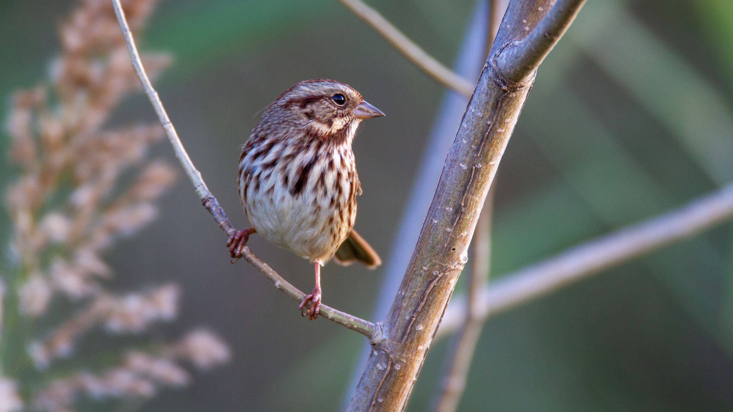 Download wallpaper 2560x1440 song sparrow, bird, branch, blur ...