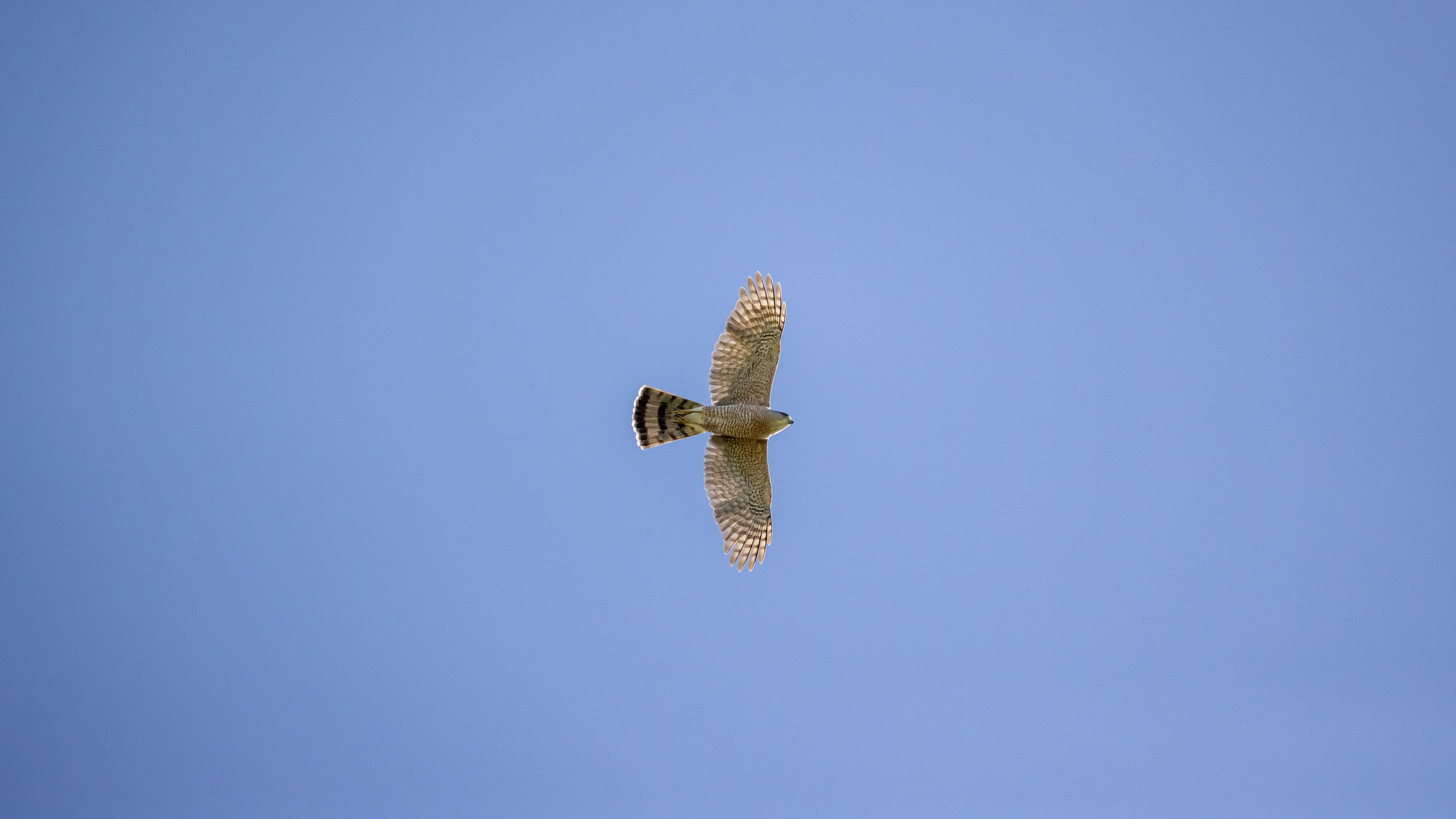 Download wallpaper 3840x2160 sparrowhawk, hawk, bird, flight, sky 4k ...