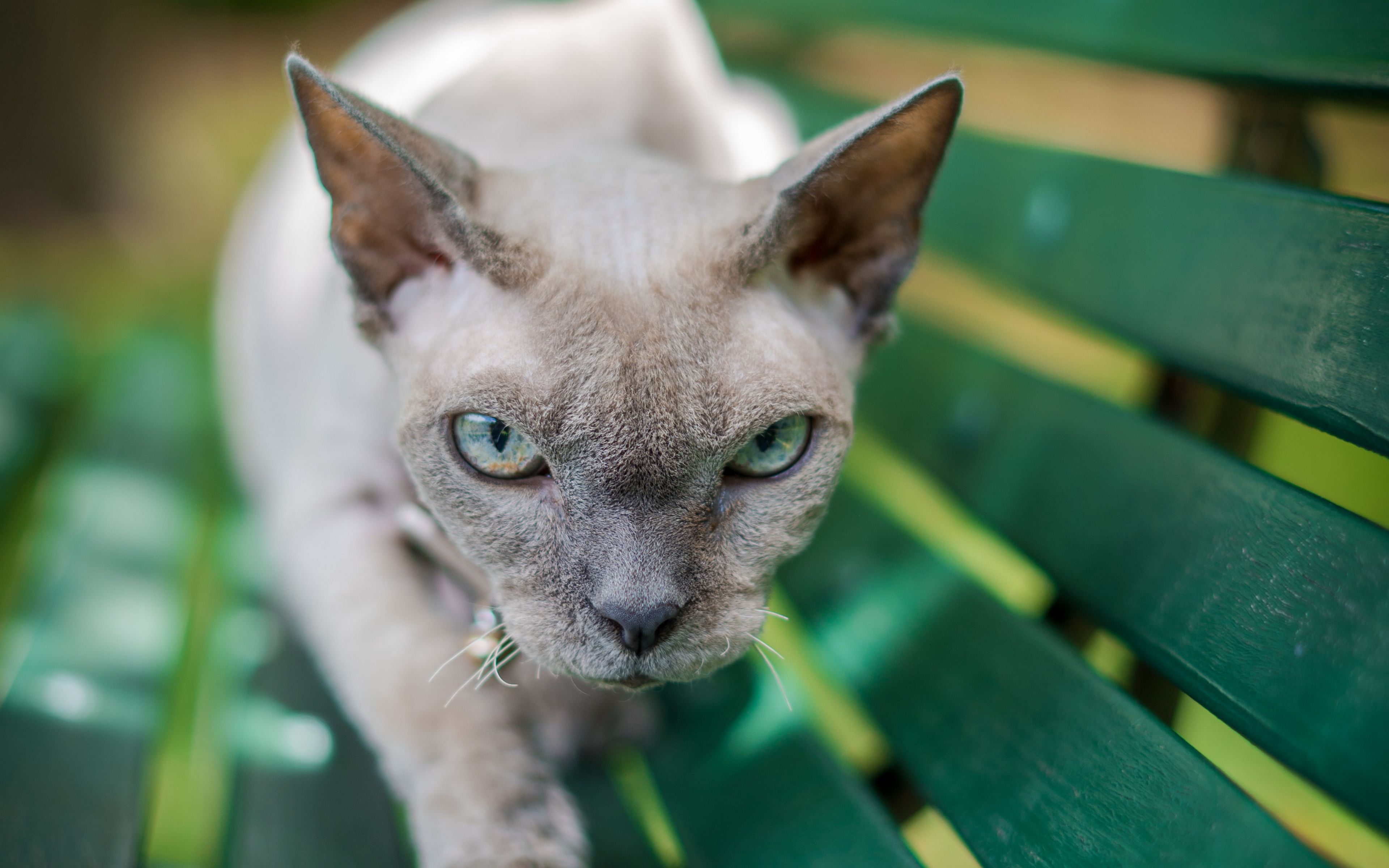 Download wallpaper 3840x2400 sphinx, cat, gray, pet, glance 4k ultra hd ...
