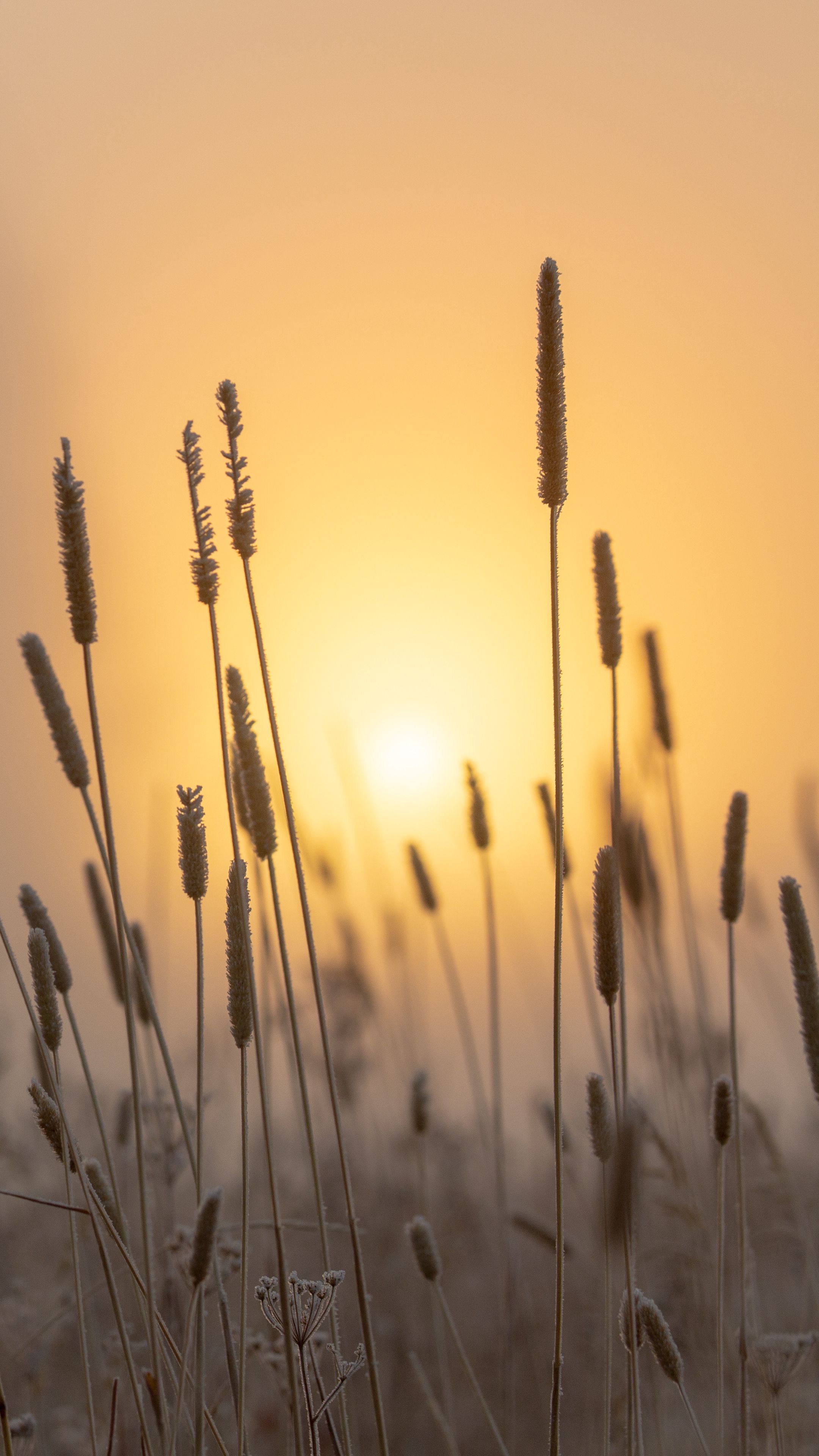 Download wallpaper 2160x3840 spike, sun, dawn, grass samsung galaxy s4 ...