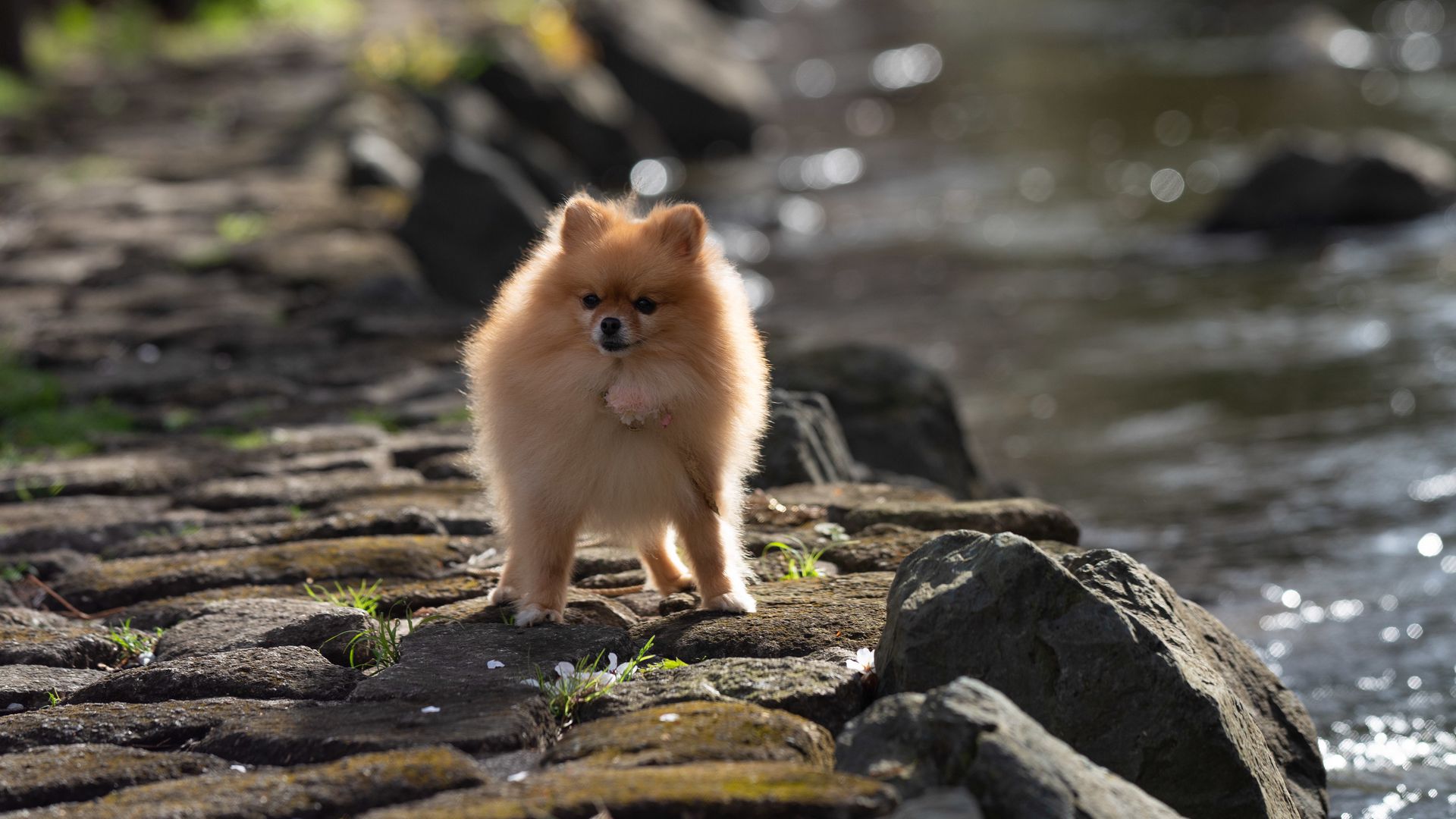 Download wallpaper 1920x1080 spitz, dog, pet, fluffy, animal, stones ...