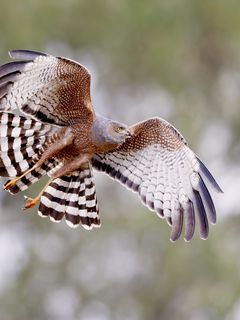 Download wallpaper 240x320 spotted harrier, bird, wildlife, wings old ...