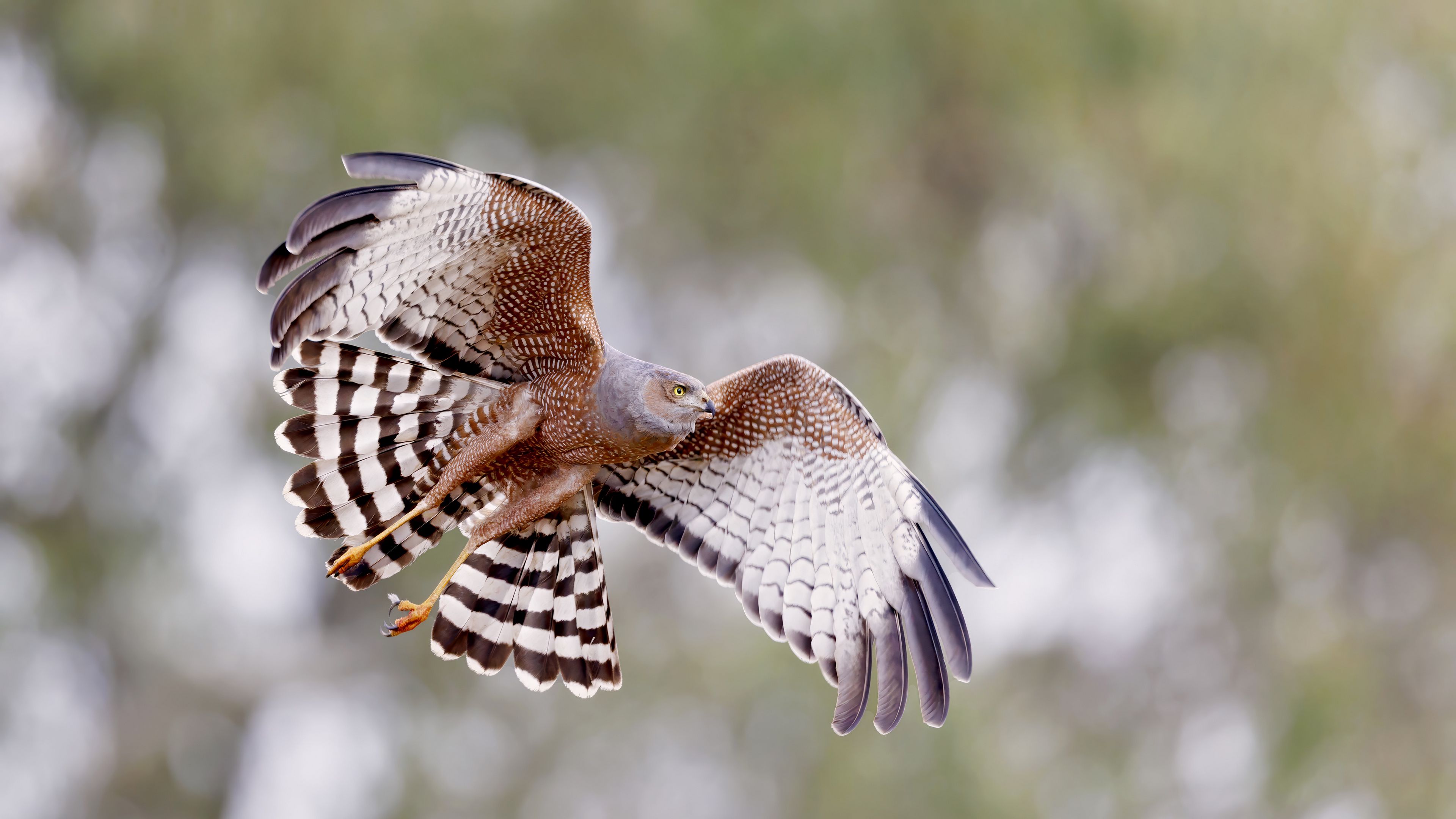 Download wallpaper 3840x2160 spotted harrier, bird, wildlife, wings 4k ...