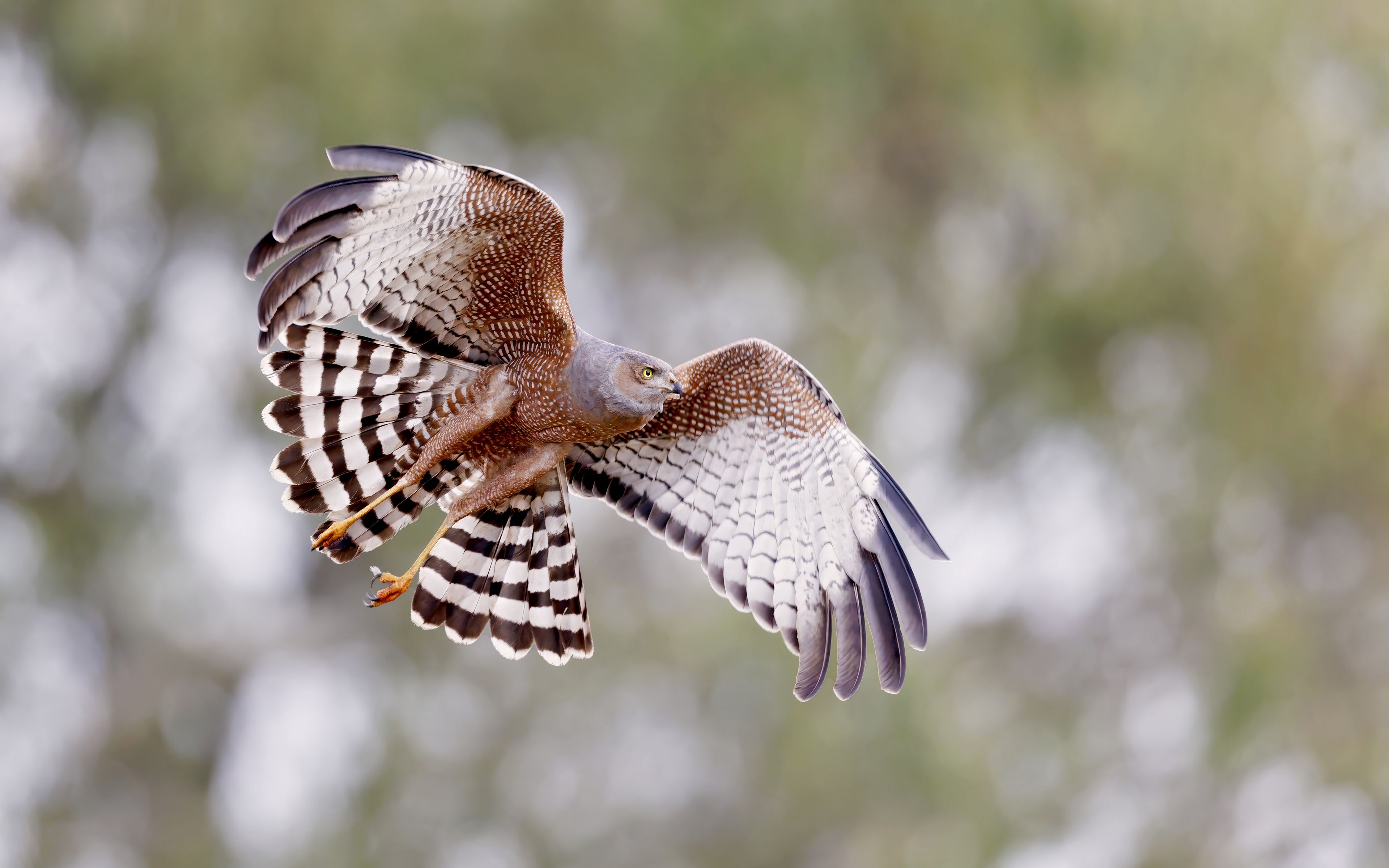 Download wallpaper 3840x2400 spotted harrier, bird, wildlife, wings 4k ...