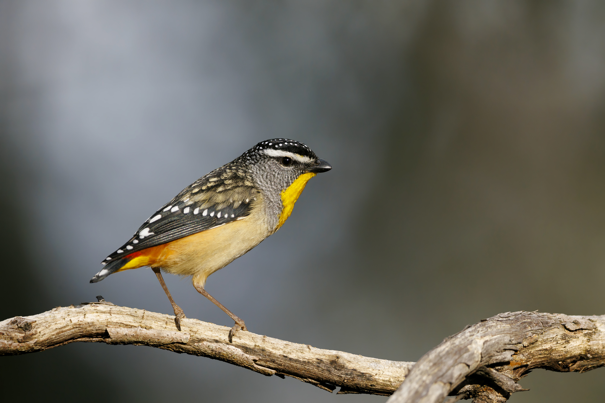 Download wallpaper 2048x1366 spotted pardalote, bird, wildlife hd ...