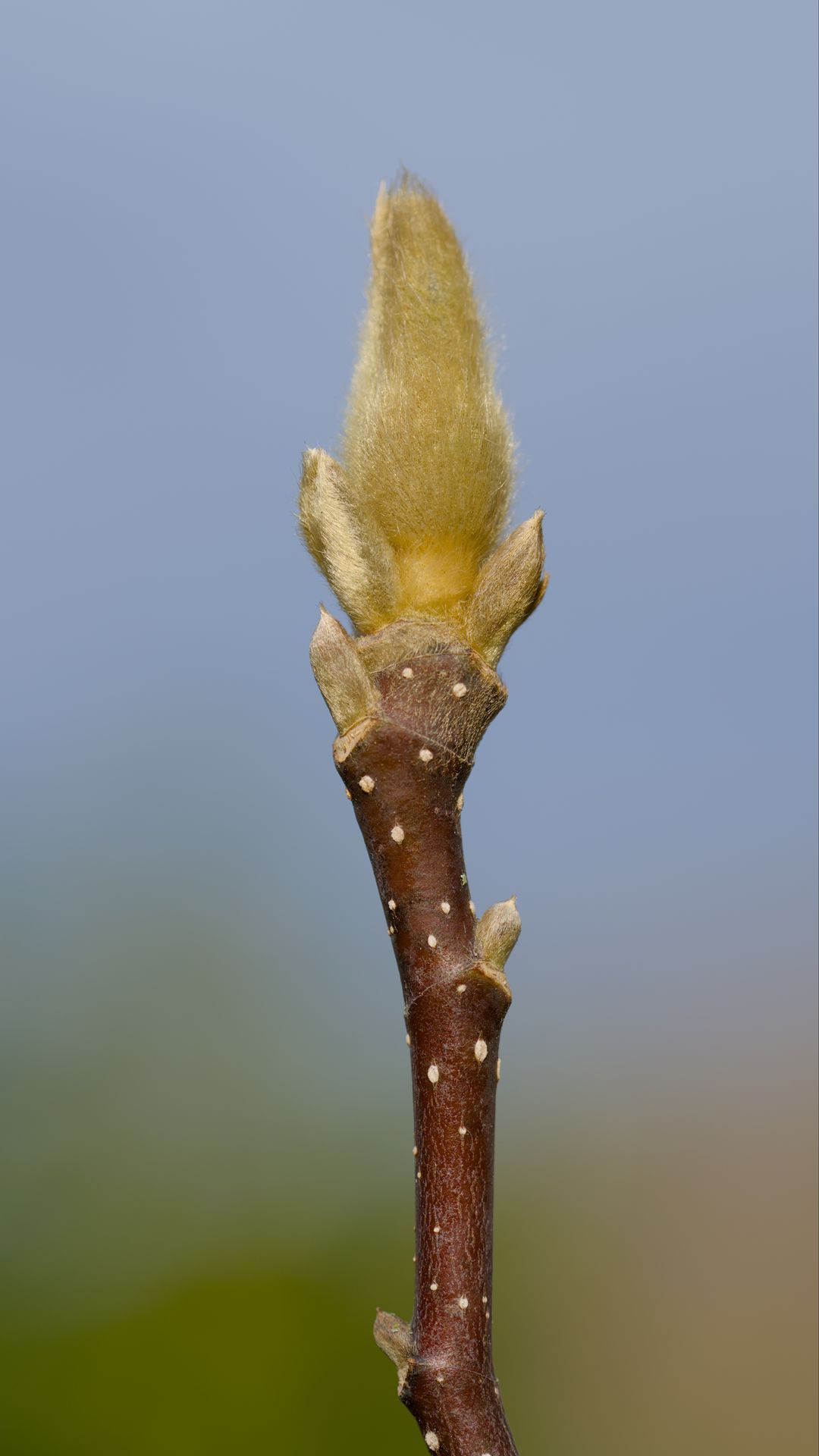 Download wallpaper 1080x1920 sprout, branch, blur, nature, macro ...
