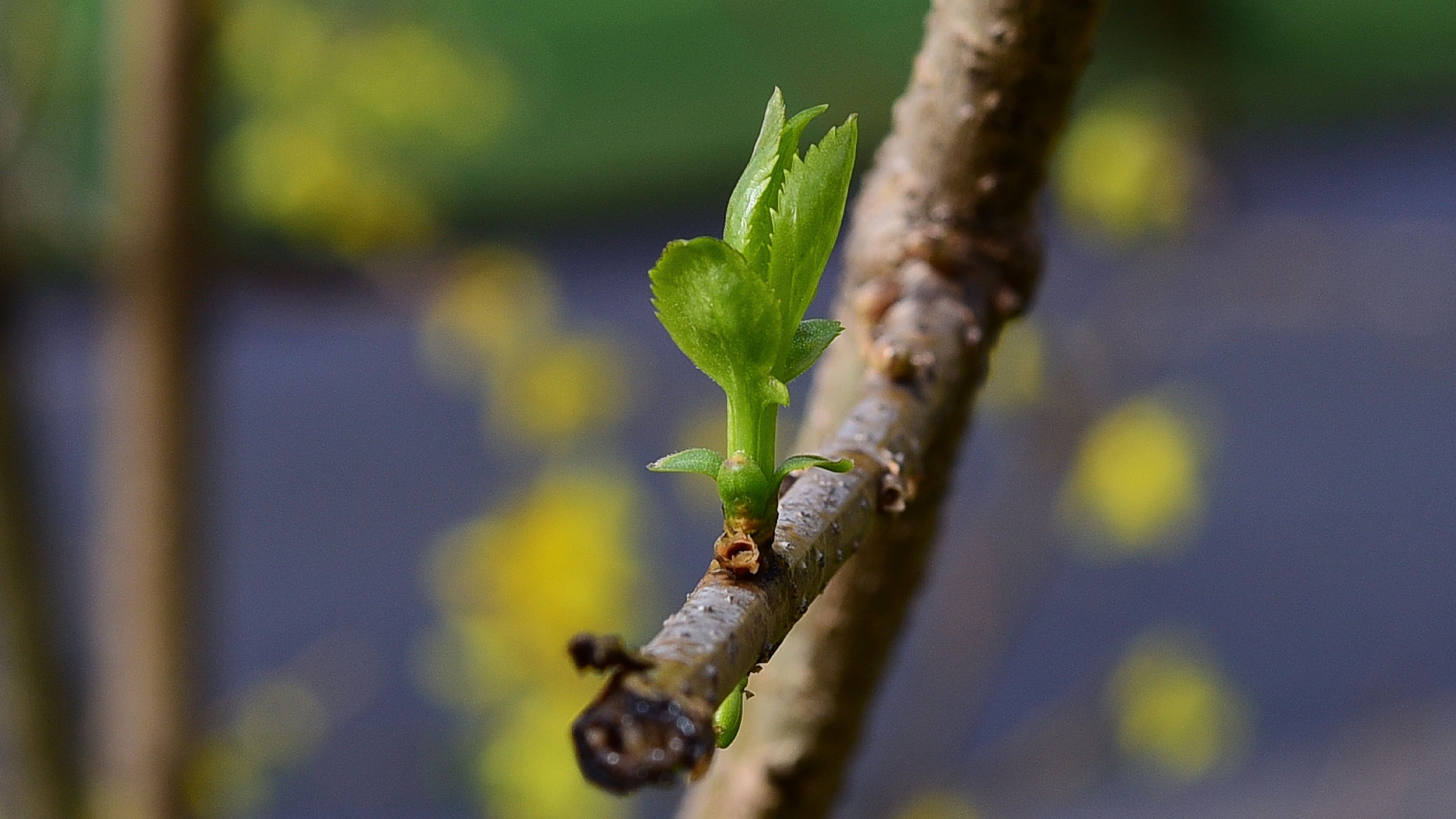Download wallpaper 3840x2160 sprout, leaves, branch, macro, spring 4k ...