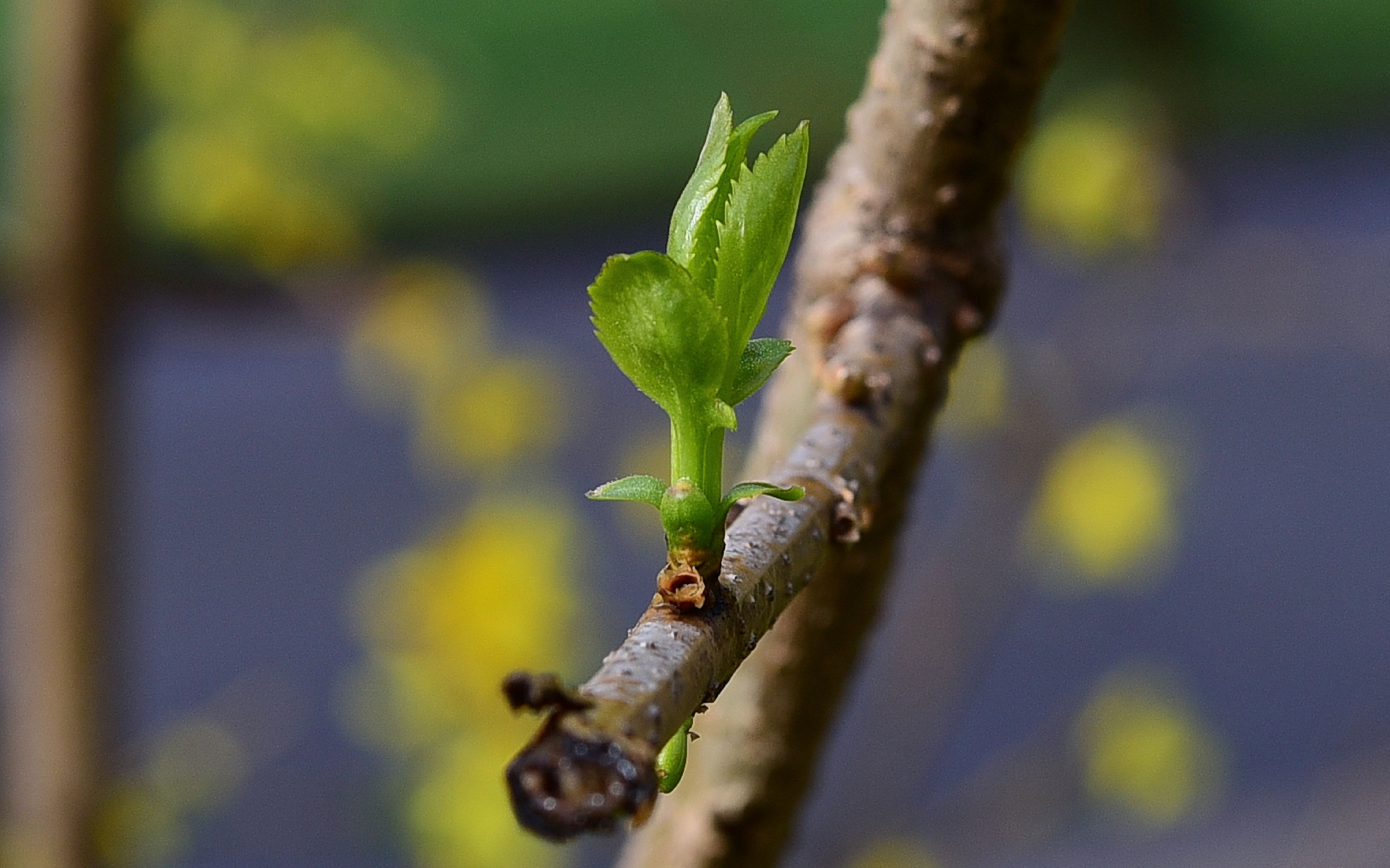 Download wallpaper 3840x2400 sprout, leaves, branch, macro, spring 4k ...