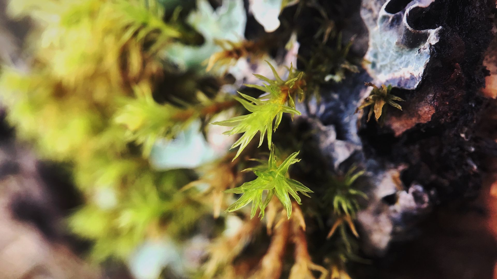 Download wallpaper 1920x1080 sprout, leaves, close-up full hd, hdtv ...
