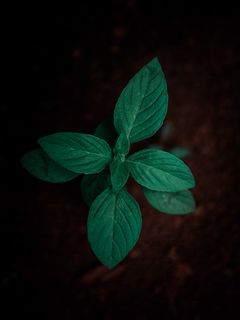 Download wallpaper 240x320 sprout, plant, leaves, green, macro old ...