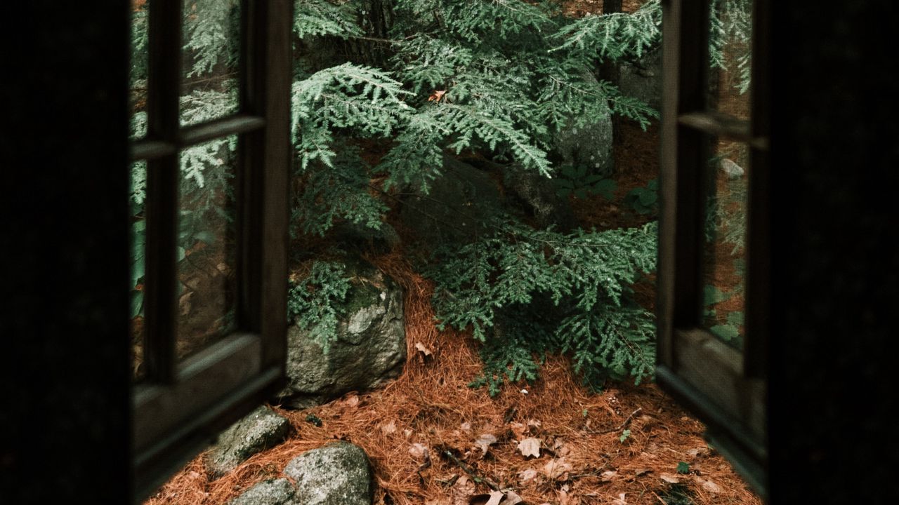 Wallpaper spruce, tree, stones, clouds, window hd, picture, image