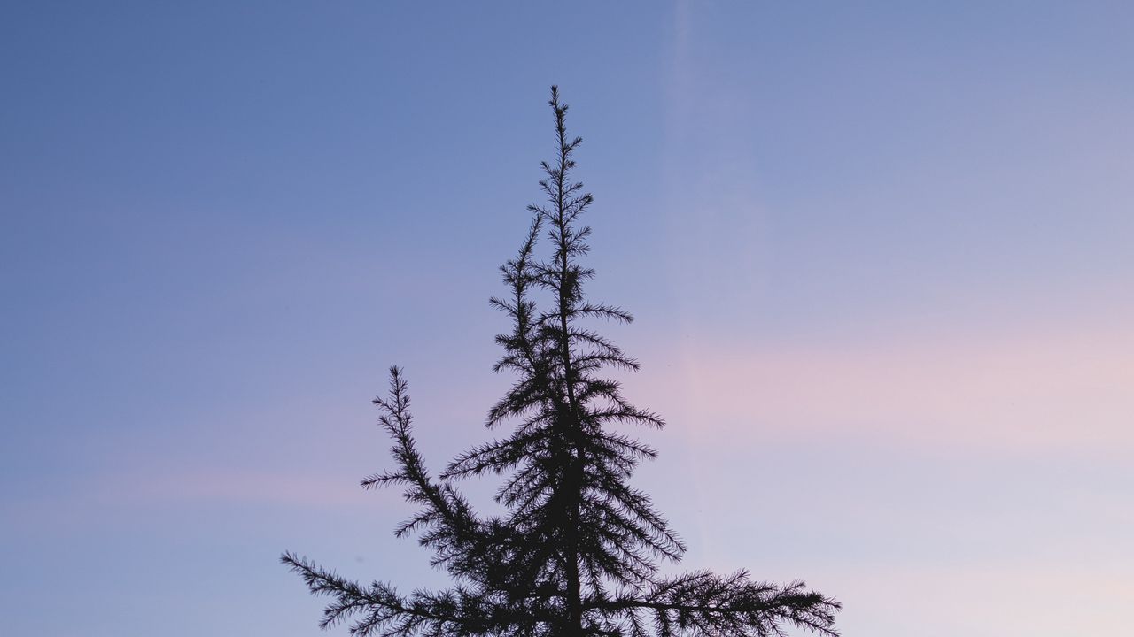 Wallpaper spruce, tree, sunset, sky hd, picture, image