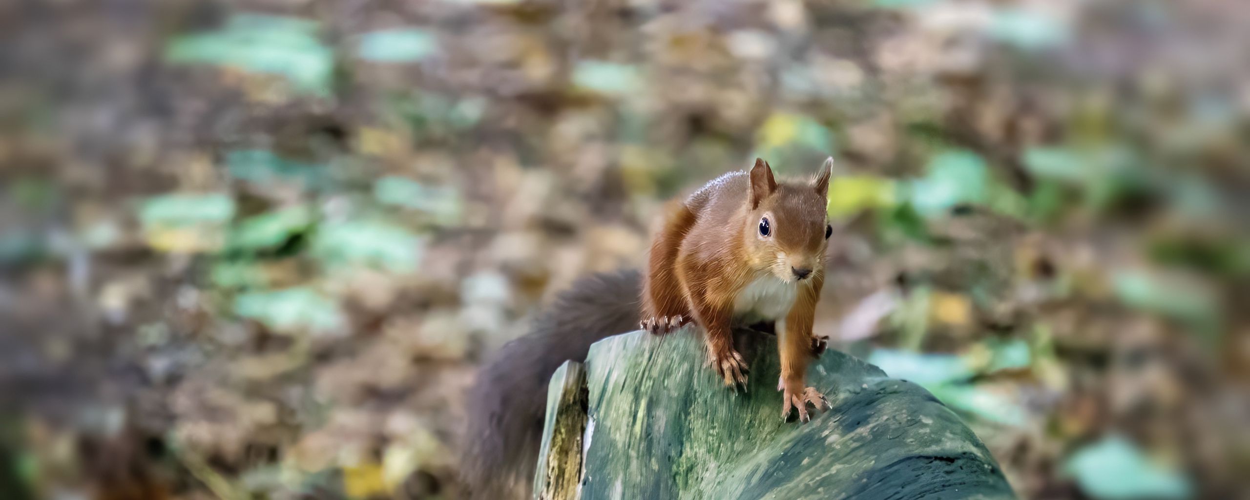 Download wallpaper 2560x1024 squirrel, animal, wildlife, log, blur ...