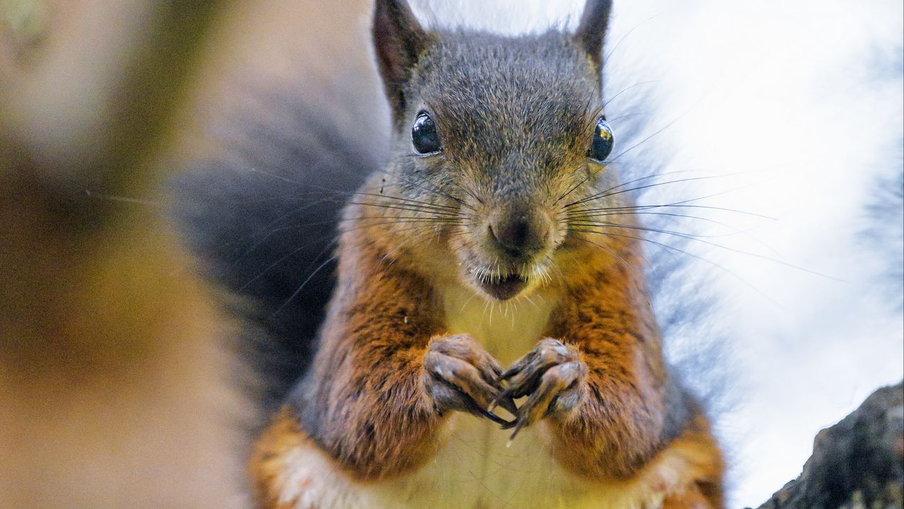 Wallpaper squirrel, rodent, animal, tree hd, picture, image