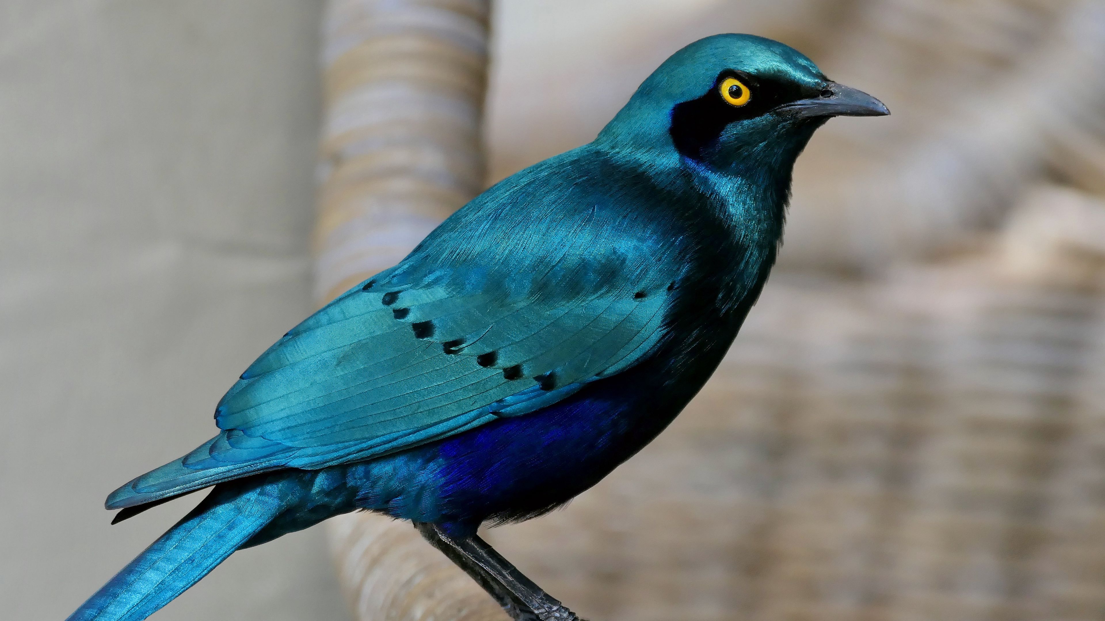 Download wallpaper 3840x2160 starling, bird, wildlife, blue 4k uhd 16:9 ...