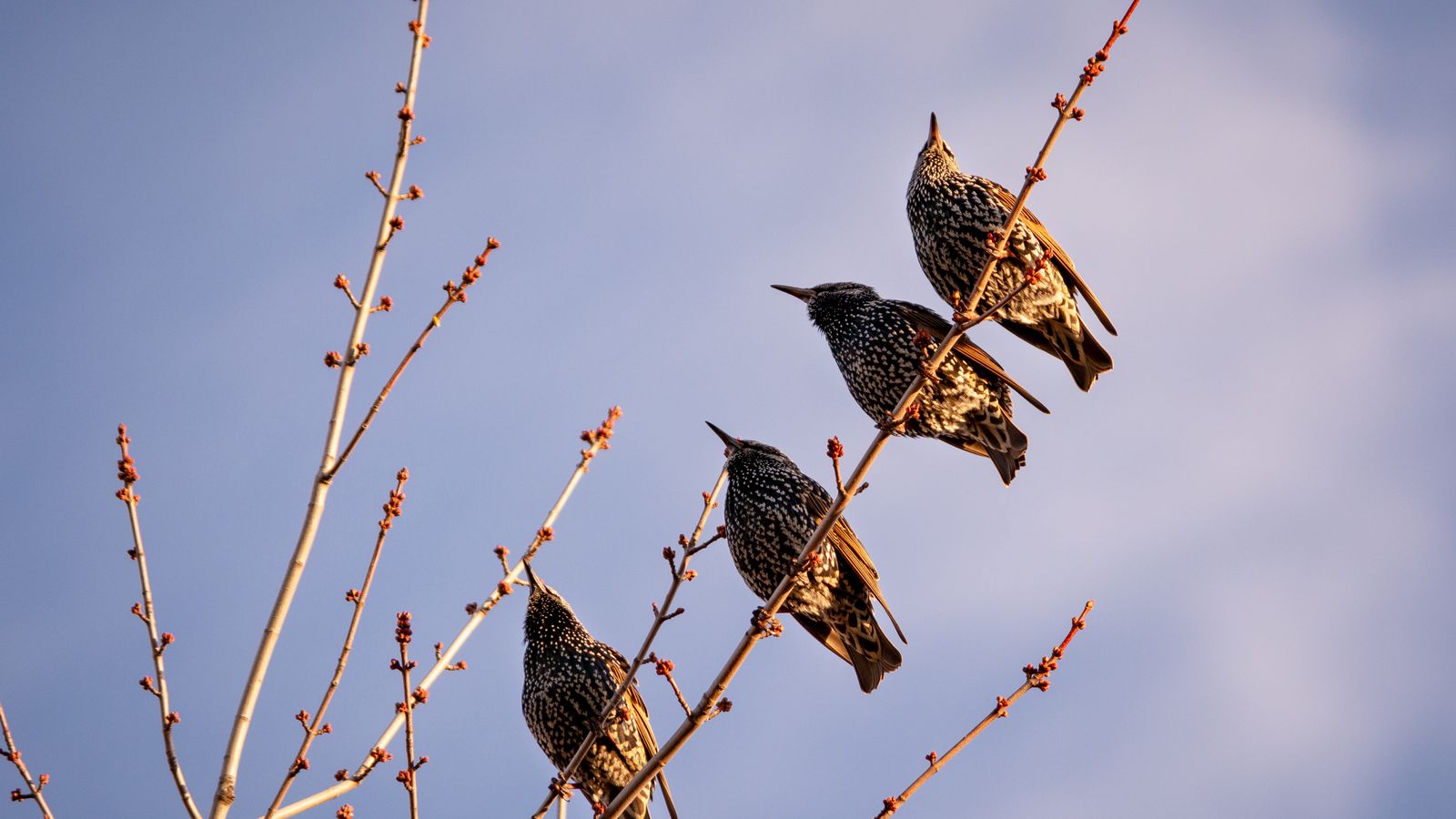 Download wallpaper 1600x900 starlings, birds, branch, sky widescreen 16 ...
