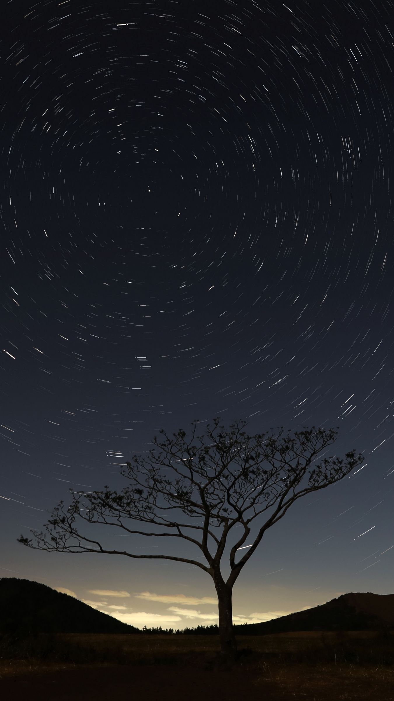 Download wallpaper 1350x2400 starry sky, tree, sky, night iphone 8+/7 ...