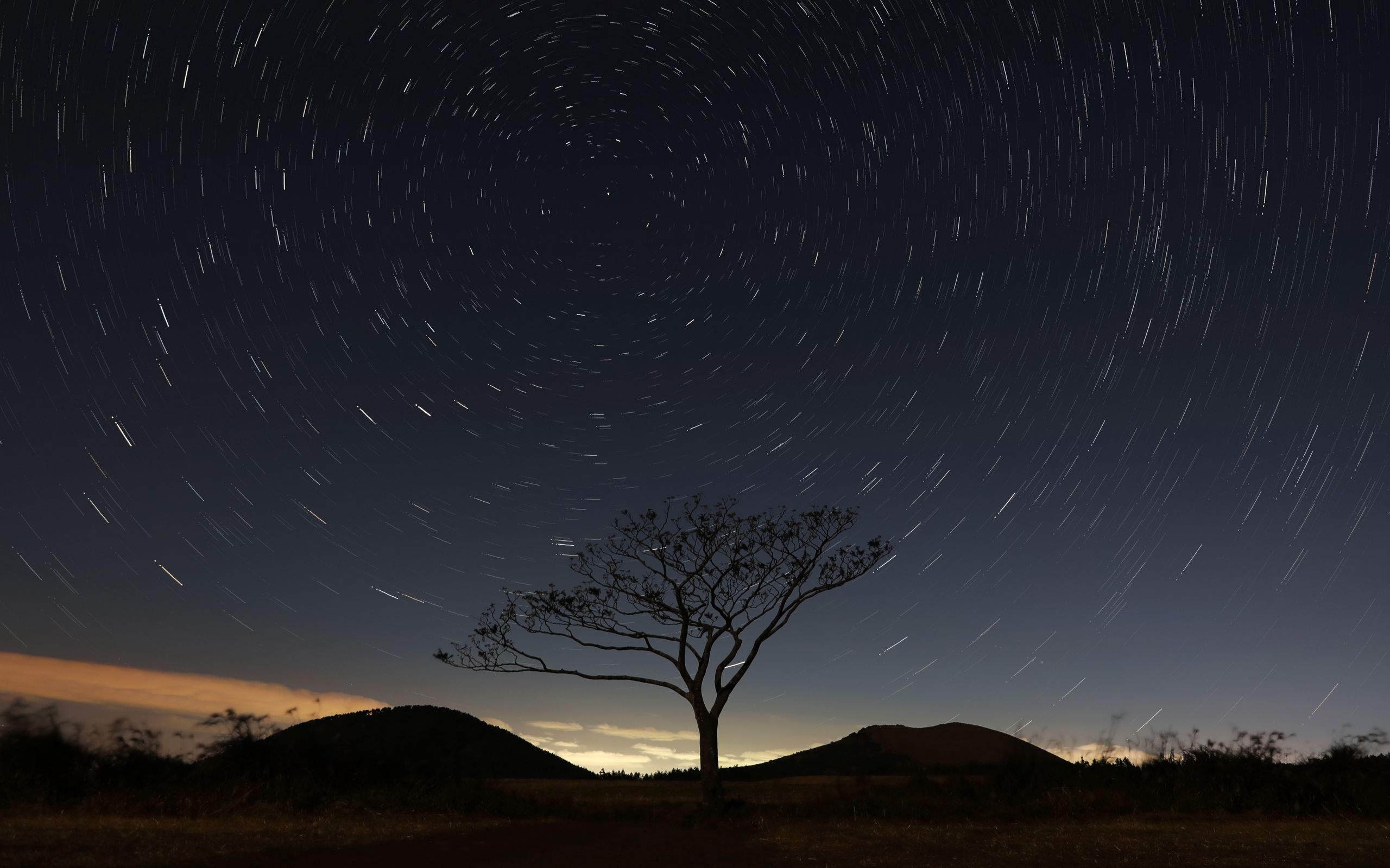 Download wallpaper 2560x1600 starry sky, tree, sky, night widescreen 16 ...