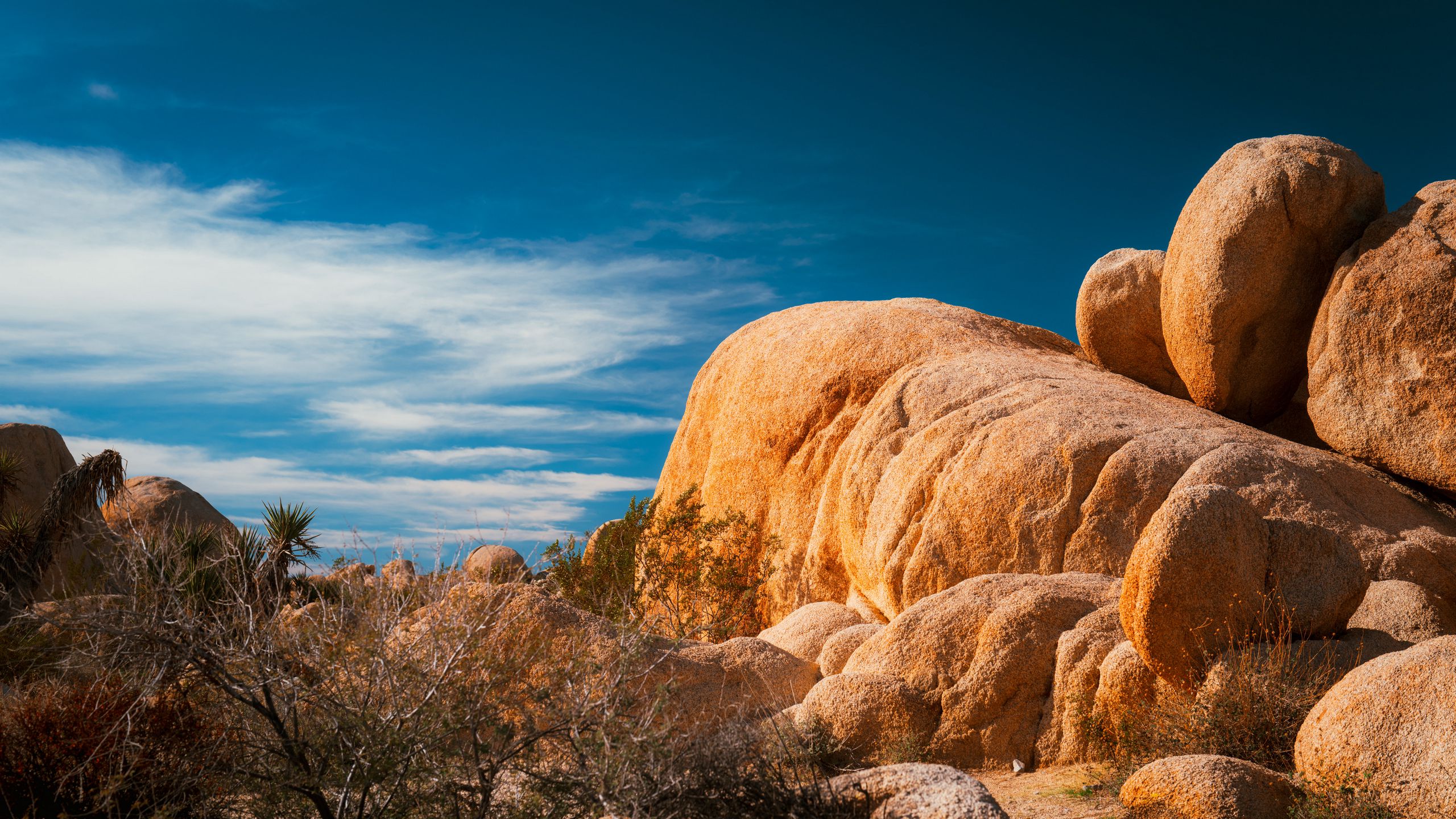 Download wallpaper 2560x1440 stones, desert, trees, branches, nature ...
