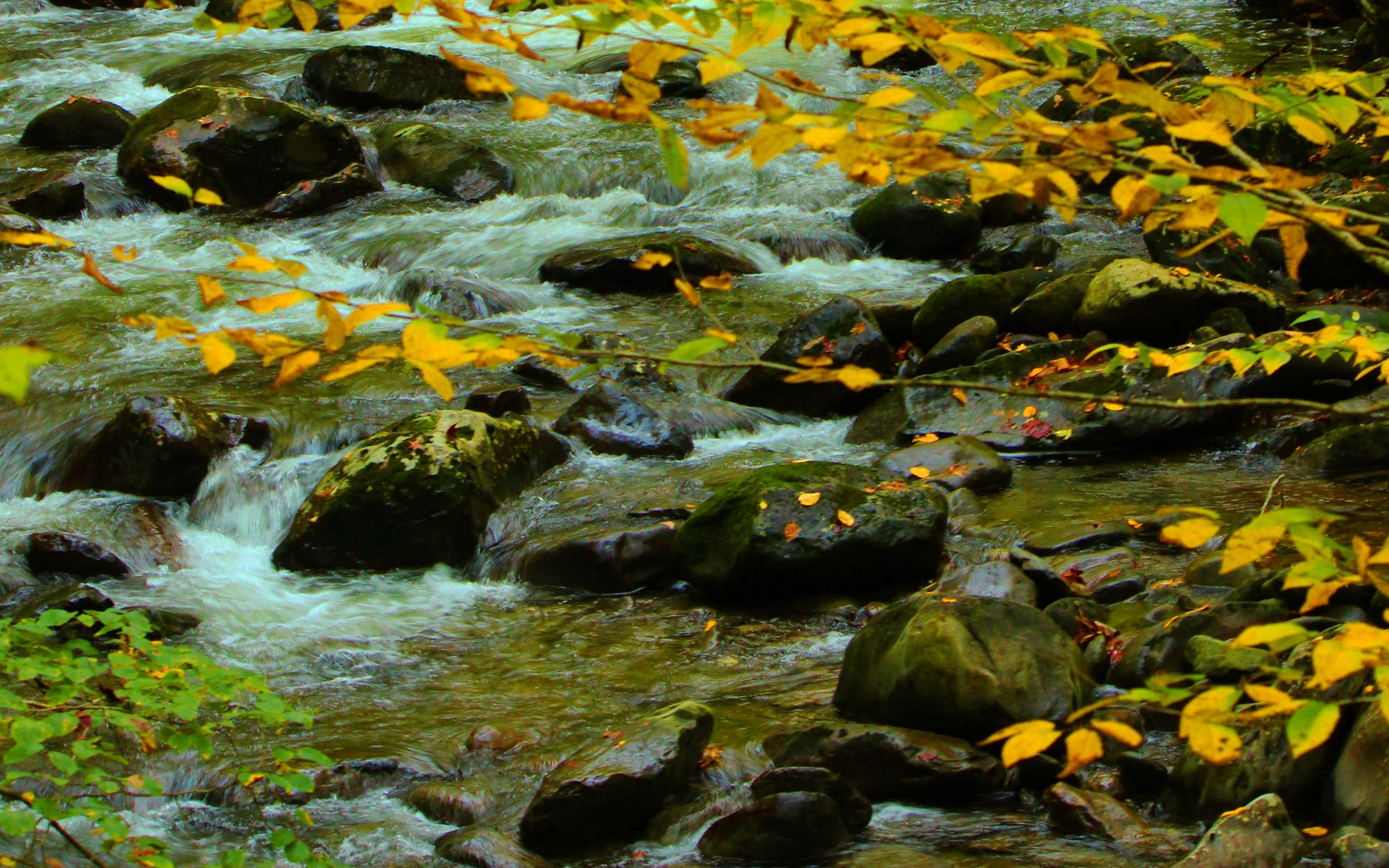 Download wallpaper 2560x1600 stones, stream, branches widescreen 16:10 ...