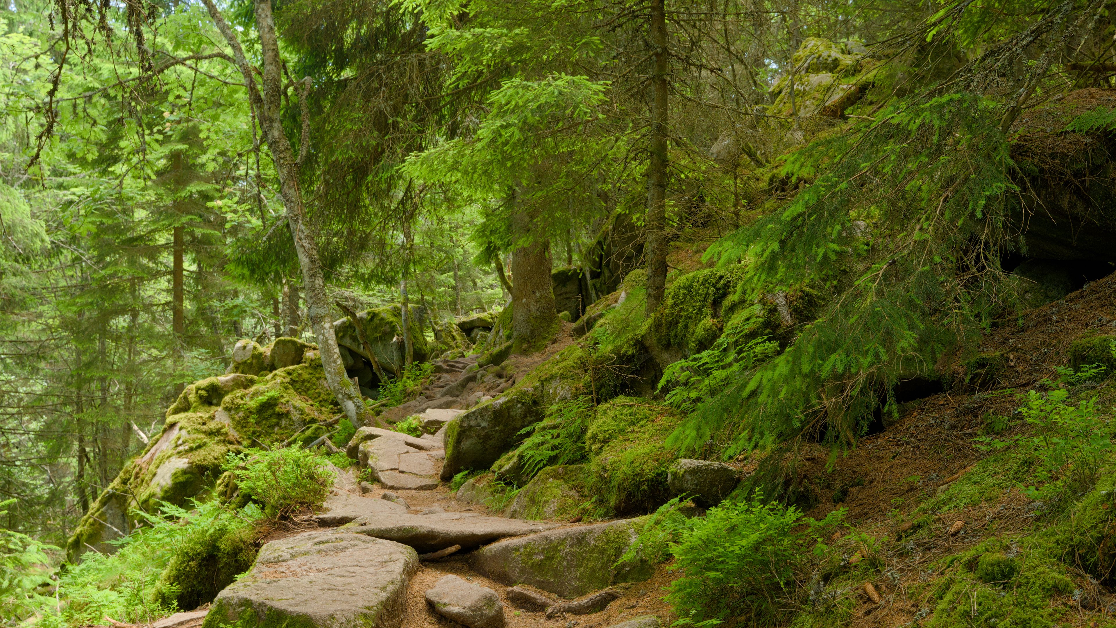 Download wallpaper 3840x2160 stones, trees, bushes, moss, forest ...