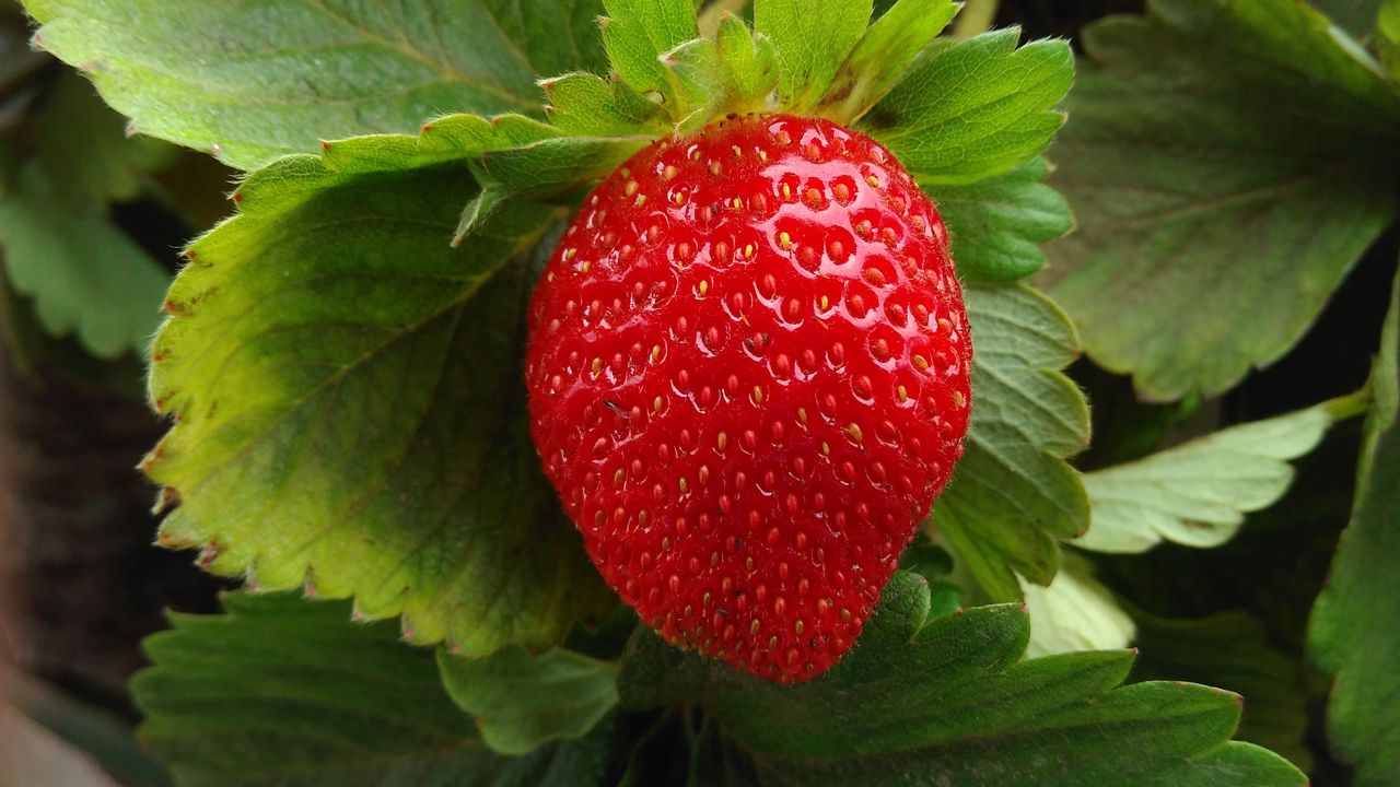 Wallpaper strawberry, berry, fruit, ripe hd, picture, image
