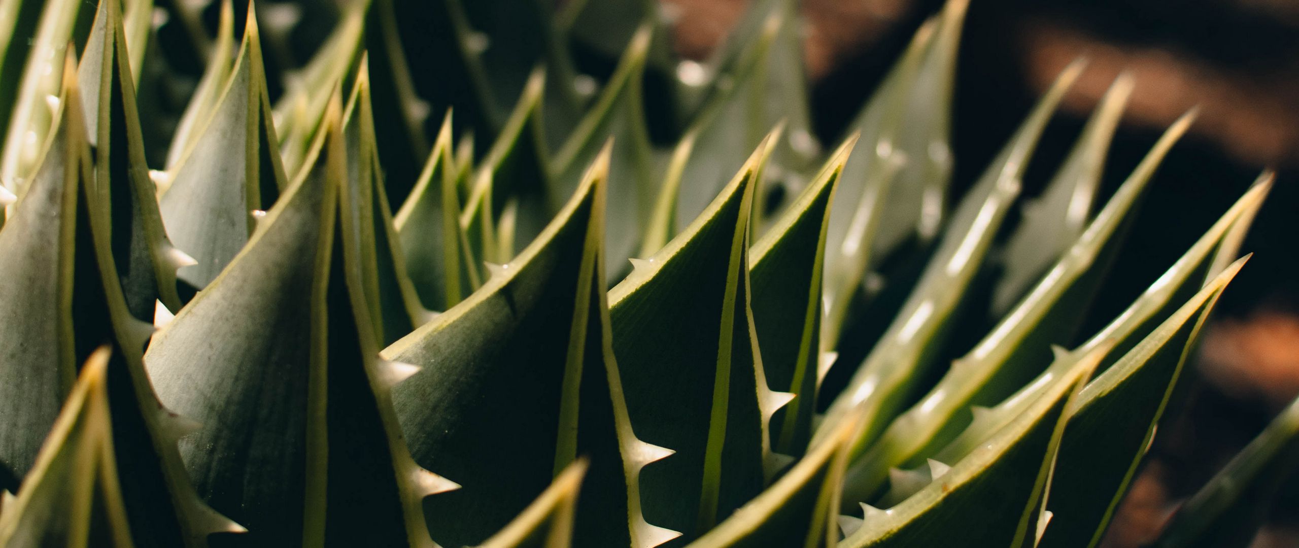 Download wallpaper 2560x1080 succulent, aloe, macro, plant, prickly ...