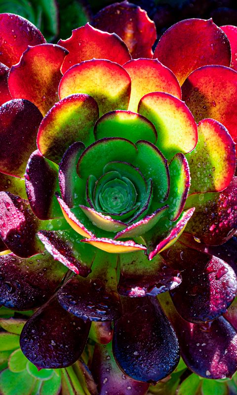 Download wallpaper 480x800 succulent, plant, petals, macro, drops nokia ...