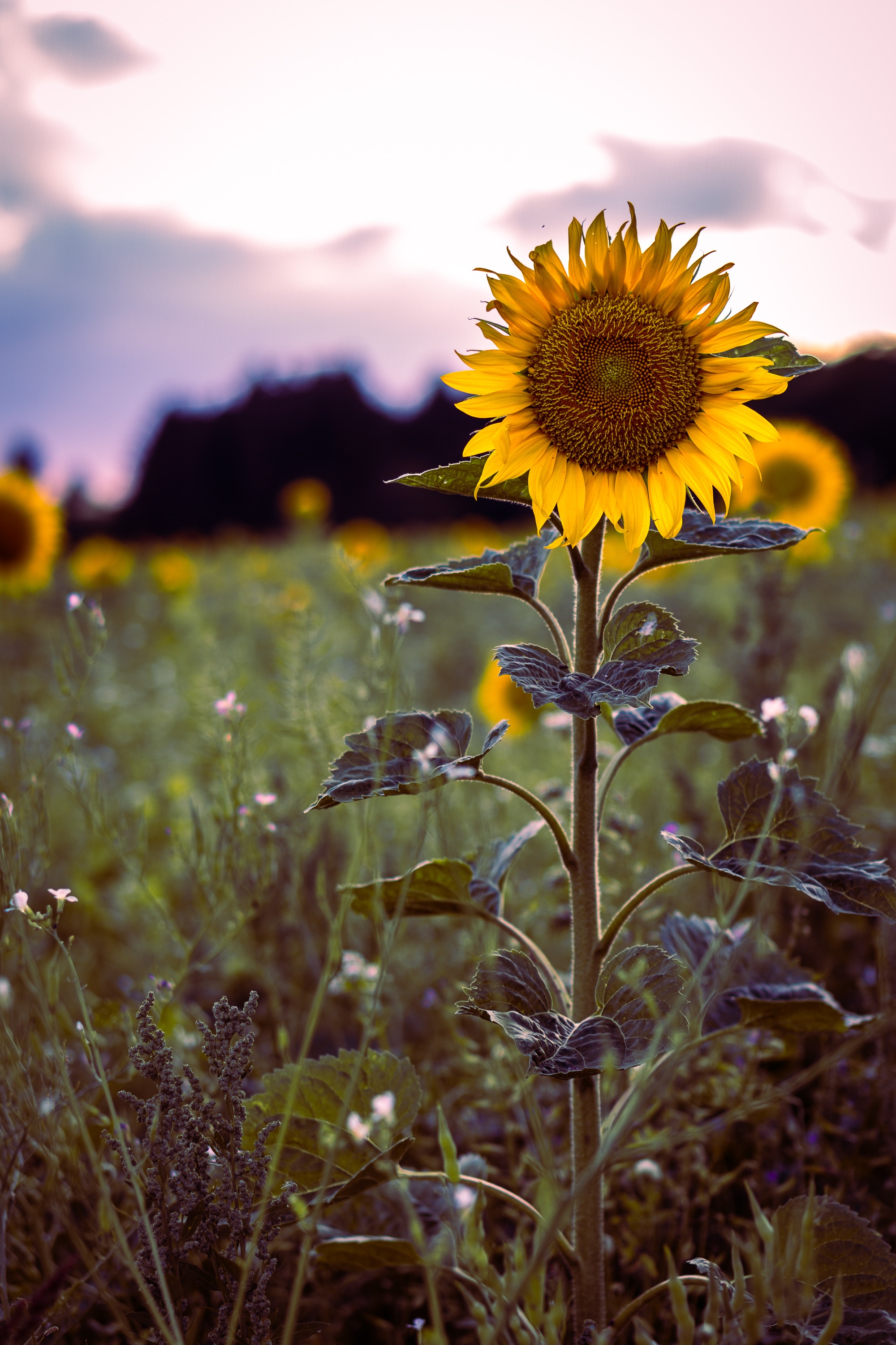 Download wallpaper 2000x3000 sunflower, bloom, field, grass hd background