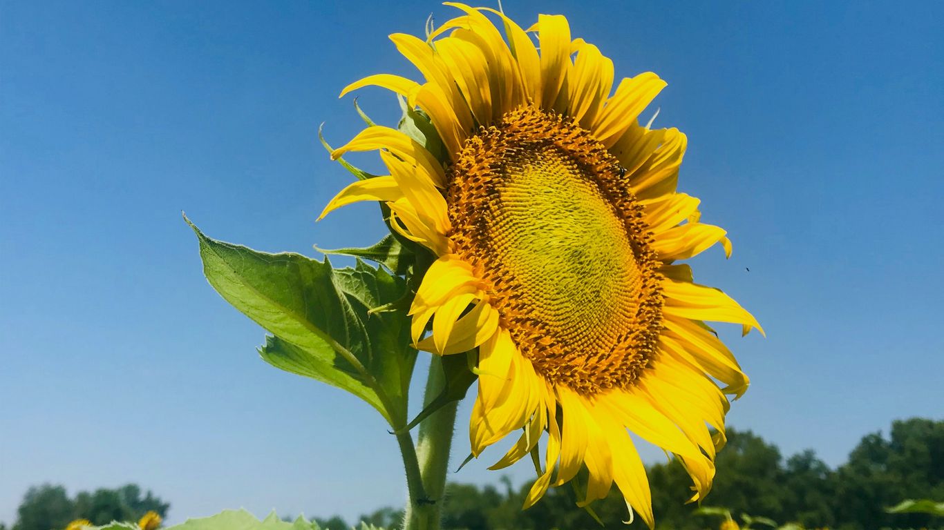 Download wallpaper 1366x768 sunflower, petals, yellow, leaves, field ...