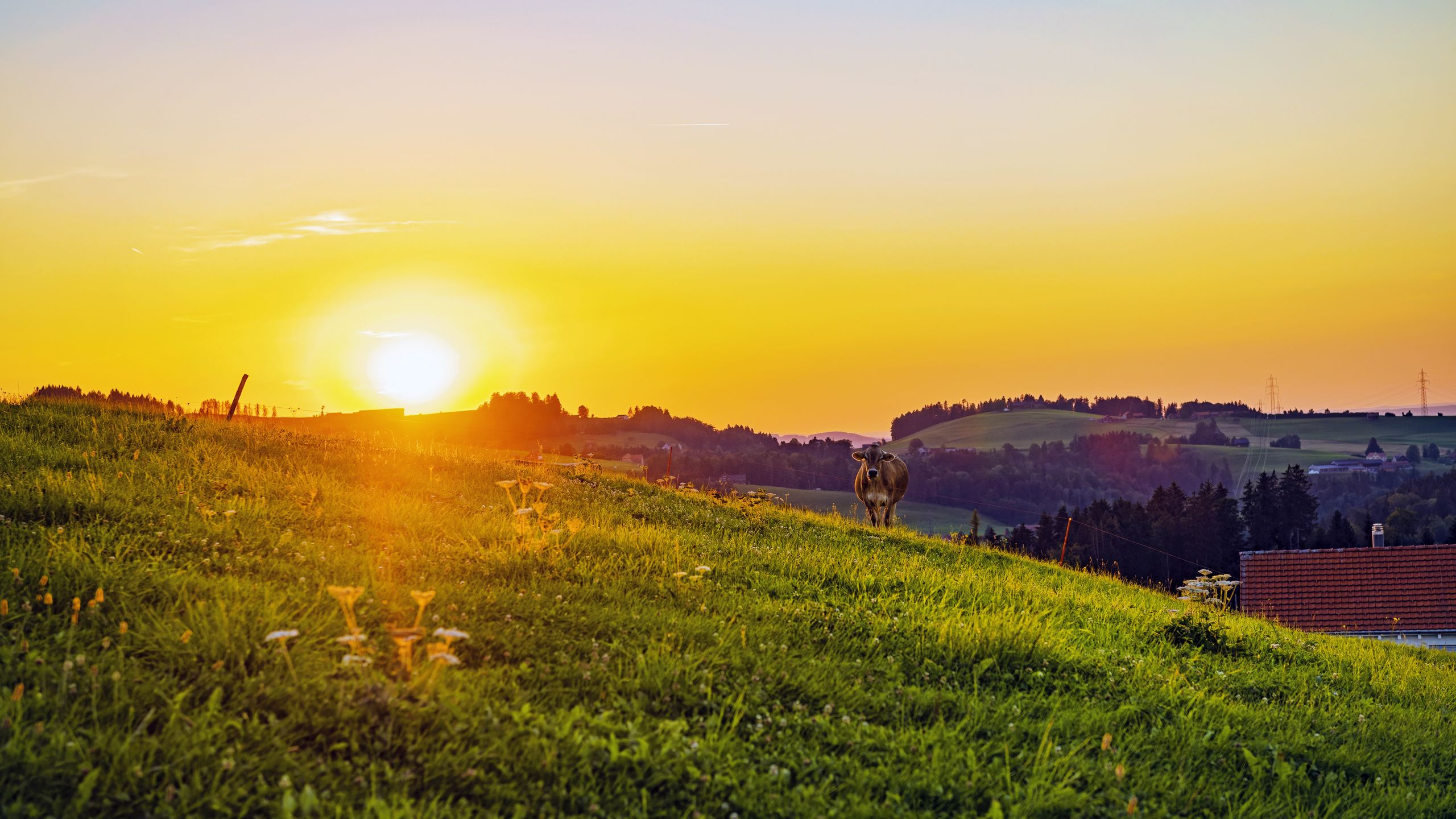 Download wallpaper 2560x1440 sunrise, sun, grass, horizon widescreen 16 ...