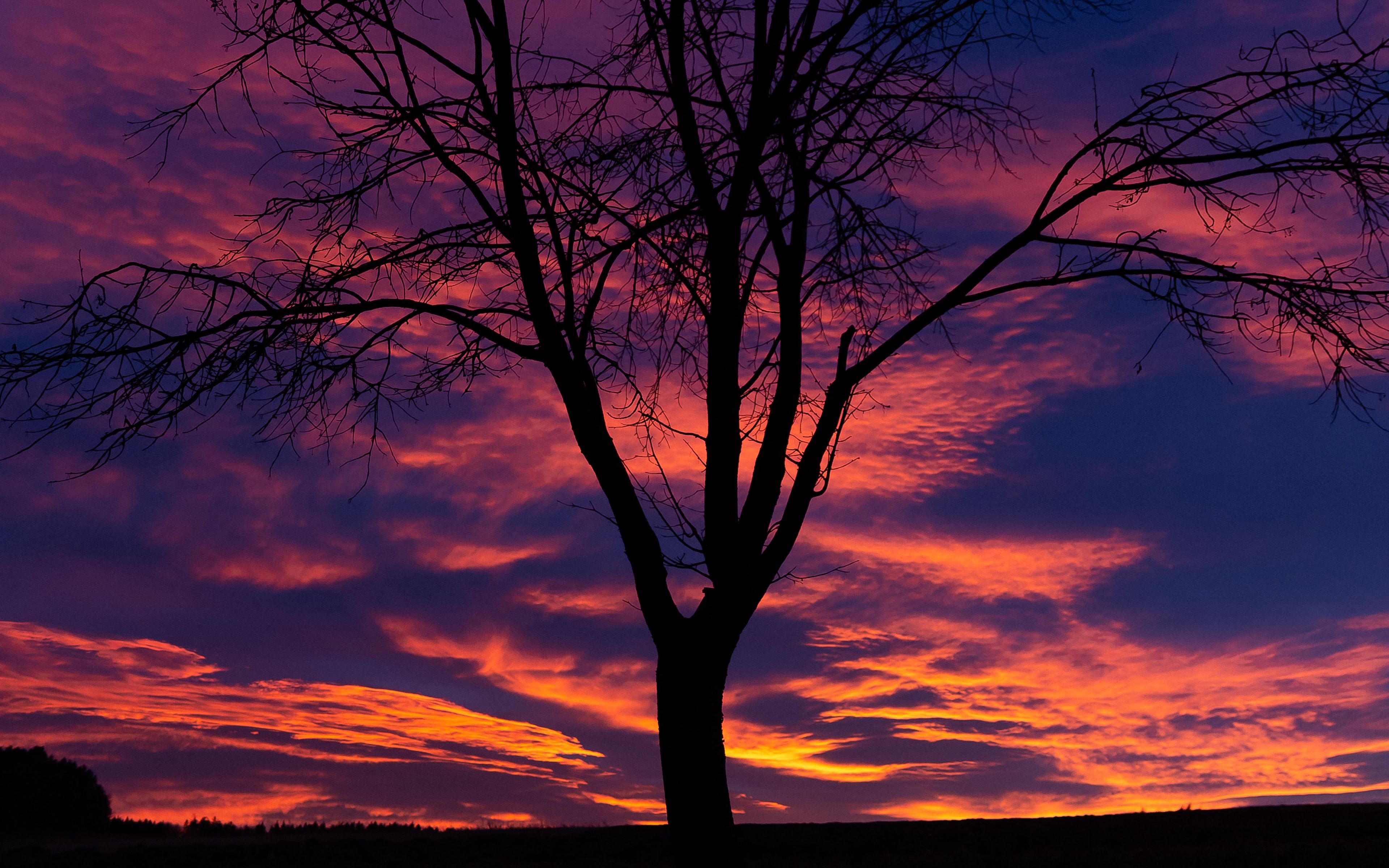 Download wallpaper 3840x2400 sunset, tree, silhouette 4k ultra hd 16:10 ...