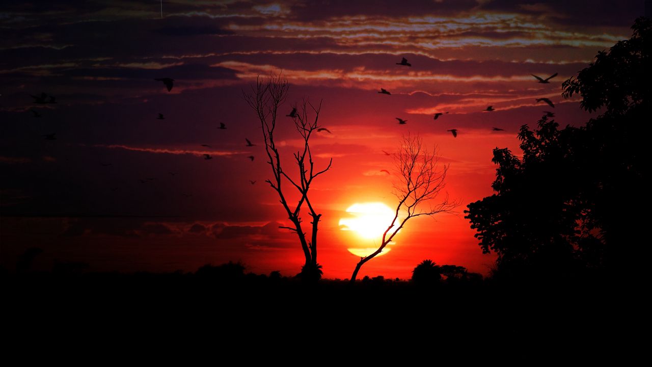 Wallpaper sunset, tree, sky, birds hd, picture, image