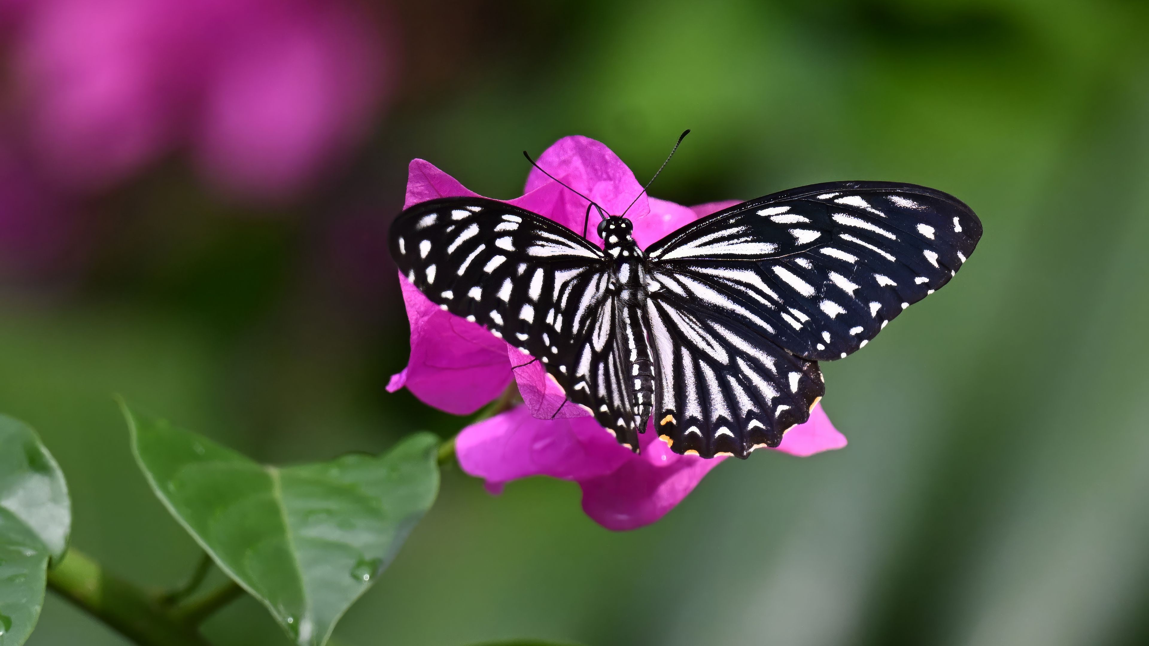 Download wallpaper 3840x2160 swallowtail, butterfly, macro, flower 4k ...