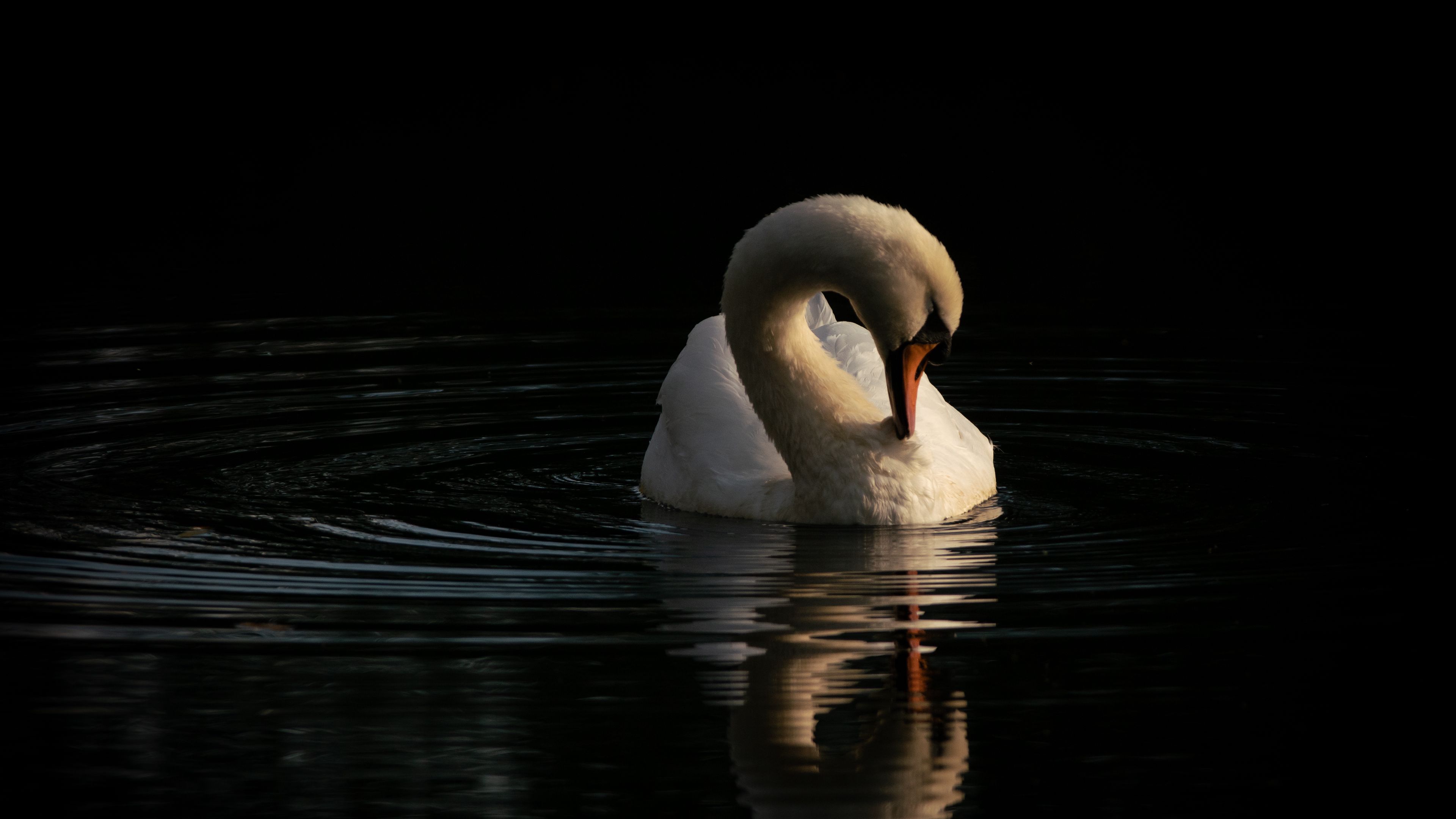 Download wallpaper 3840x2160 swan, bird, reflection, river 4k uhd 16:9 ...