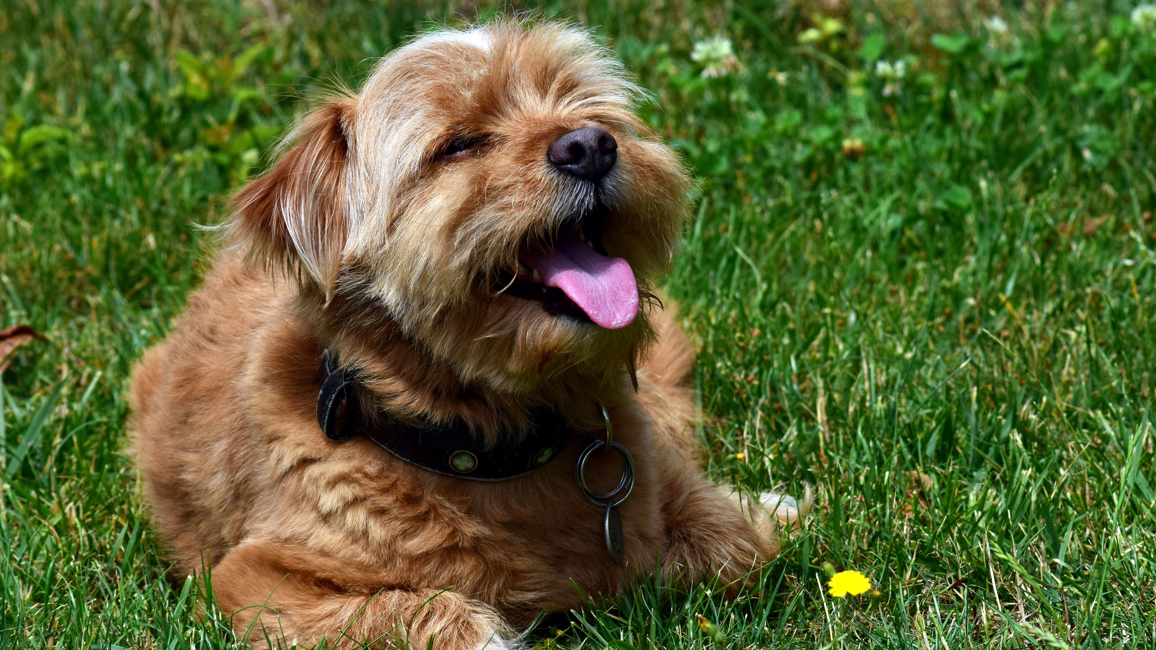 Muzzle Protruding Tongue