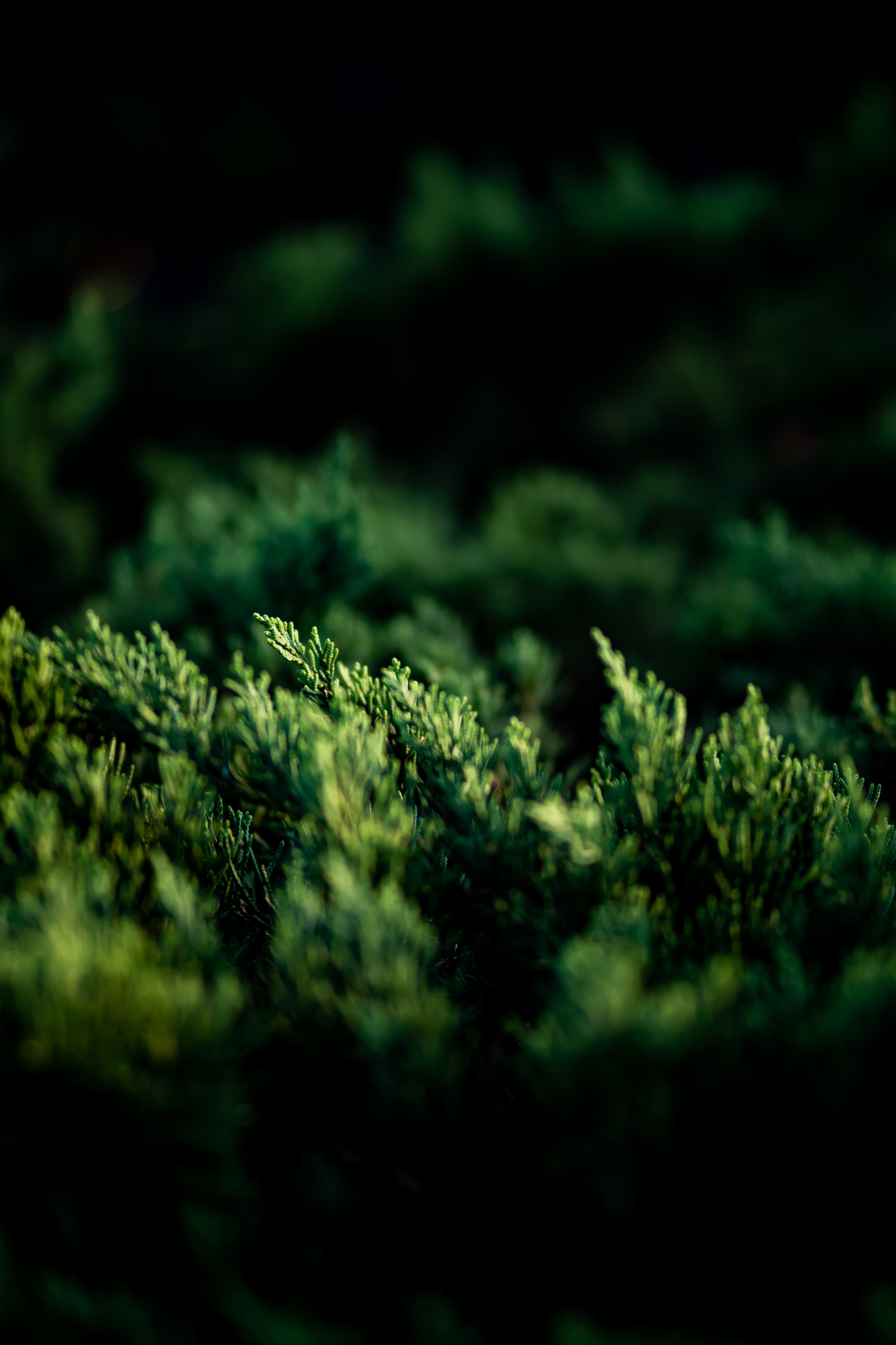 Download wallpaper 4000x6000 thuja, branches, macro, green, plant hd ...