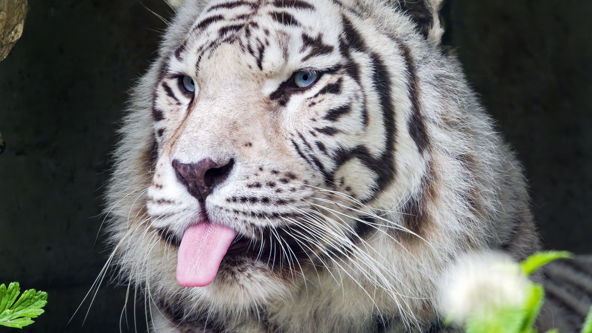 Download wallpaper 1920x1080 tiger, albino, tongue, stripes, predator ...