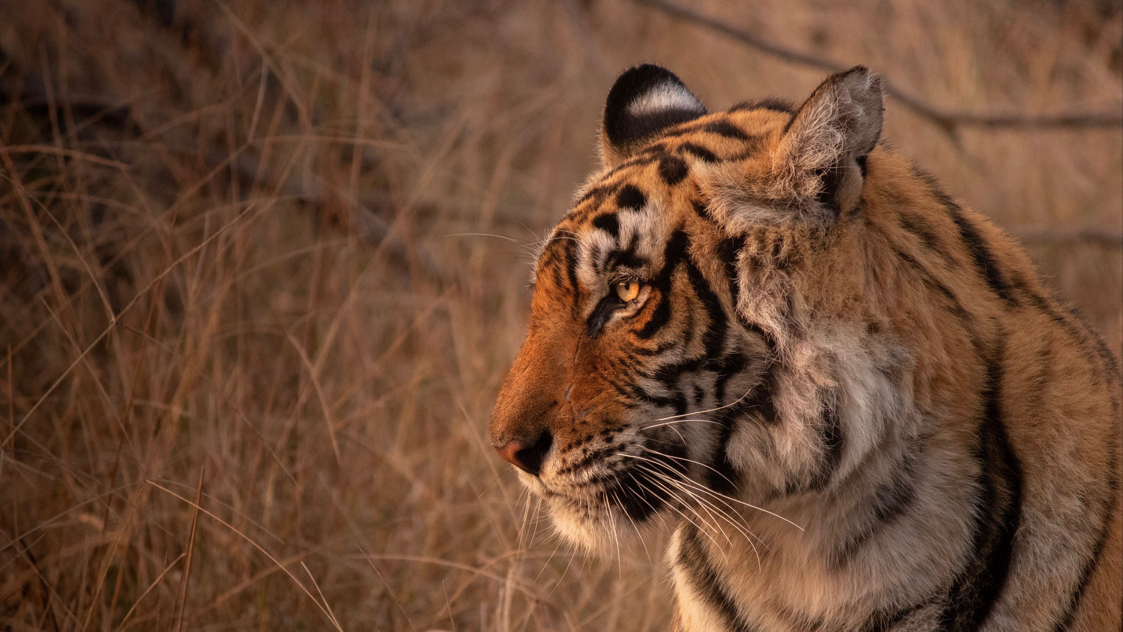 Download wallpaper 3840x2160 tiger, animal, predator, glance, wildlife ...