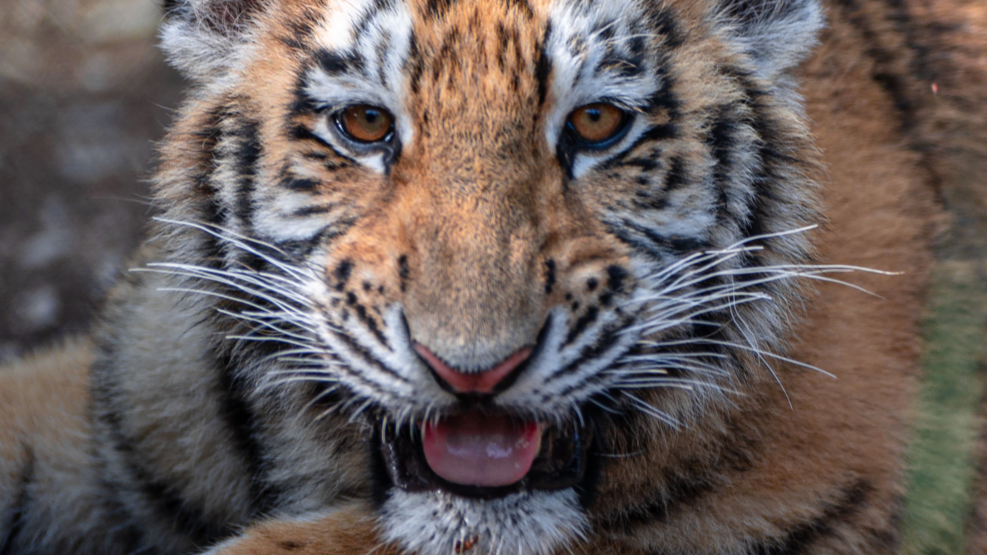 Download wallpaper 3840x2160 tiger, tiger cub, predator, animal, roar ...