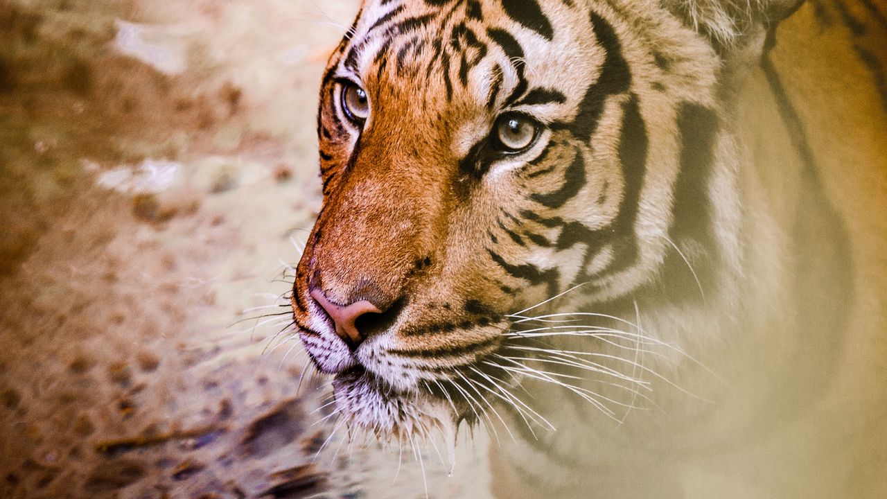 Wallpaper tiger, muzzle, predator, big cat hd, picture, image