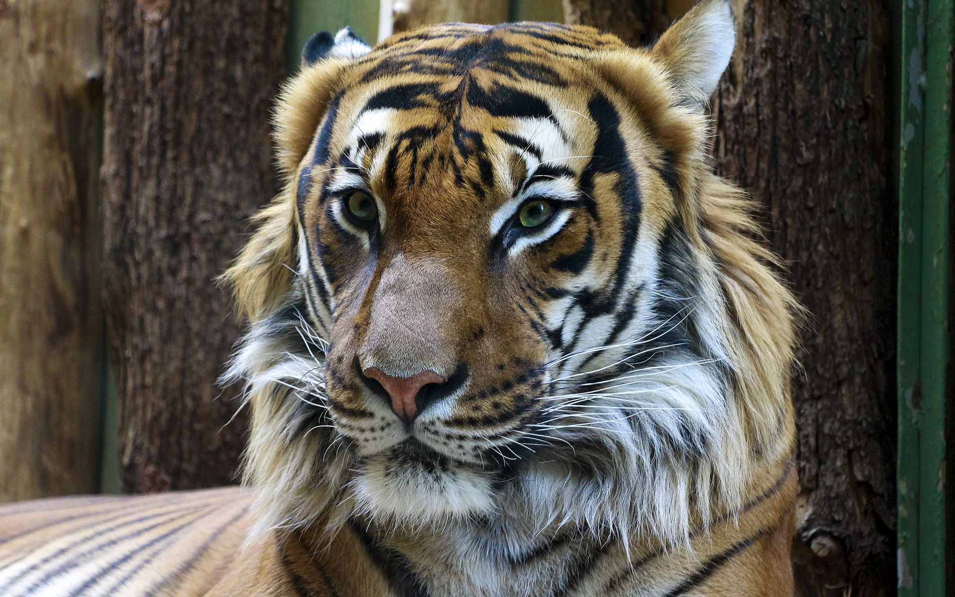 Download wallpaper 1920x1200 tiger, muzzle, predator, look, big cat ...