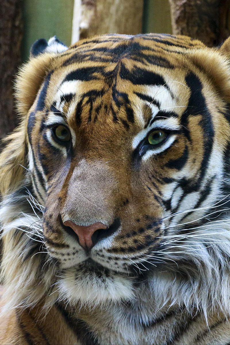 Download wallpaper 800x1200 tiger, muzzle, predator, look, big cat ...