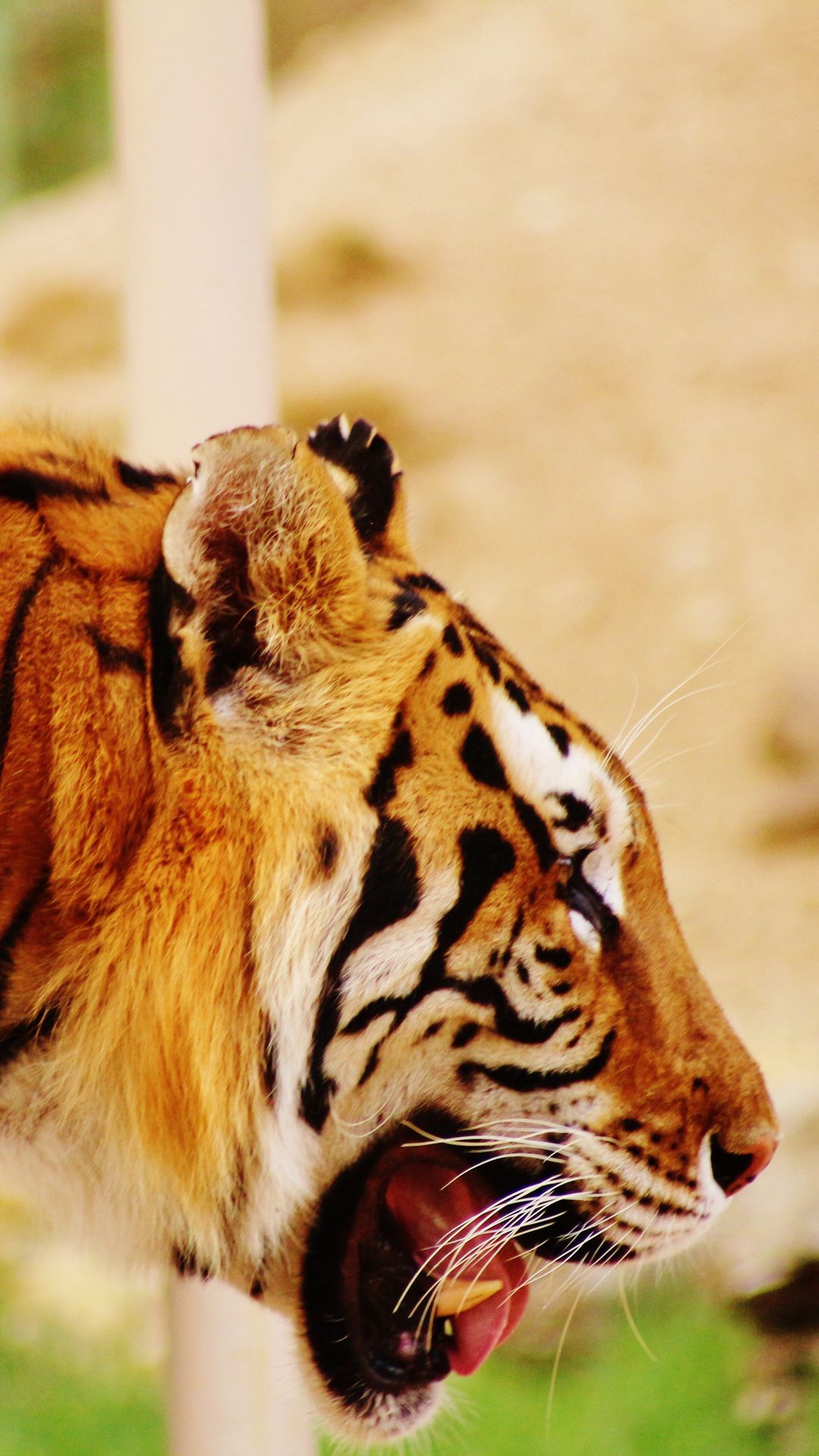 Download wallpaper 1080x1920 tiger, muzzle, profile, predator samsung ...