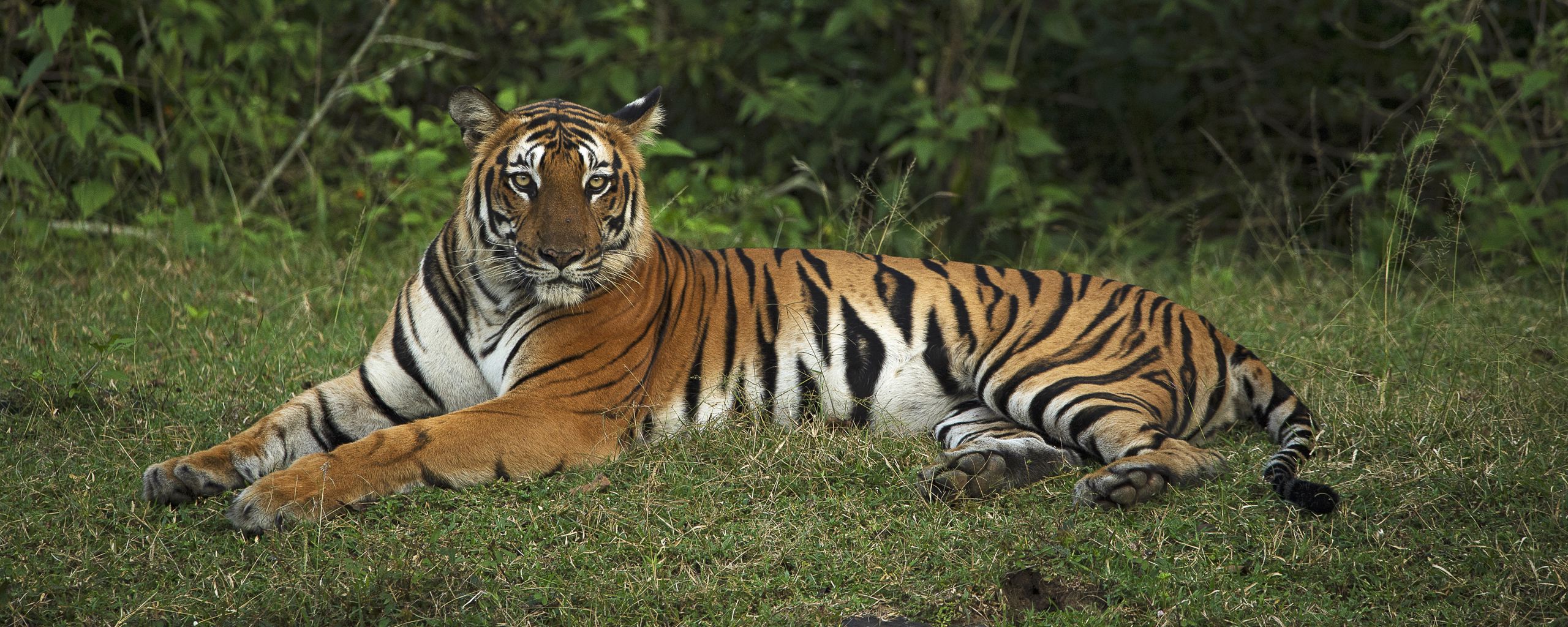 Download wallpaper 2560x1024 tiger, pose, animal, big cat ultrawide ...