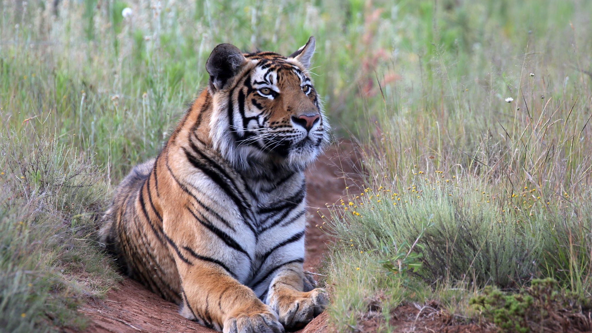 Download wallpaper 2048x1152 tiger, pose, predator, big cat, wildlife ...