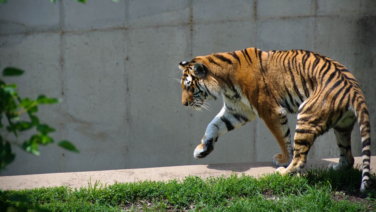 Wallpaper tiger, predator, animal, big cat hd, picture, image