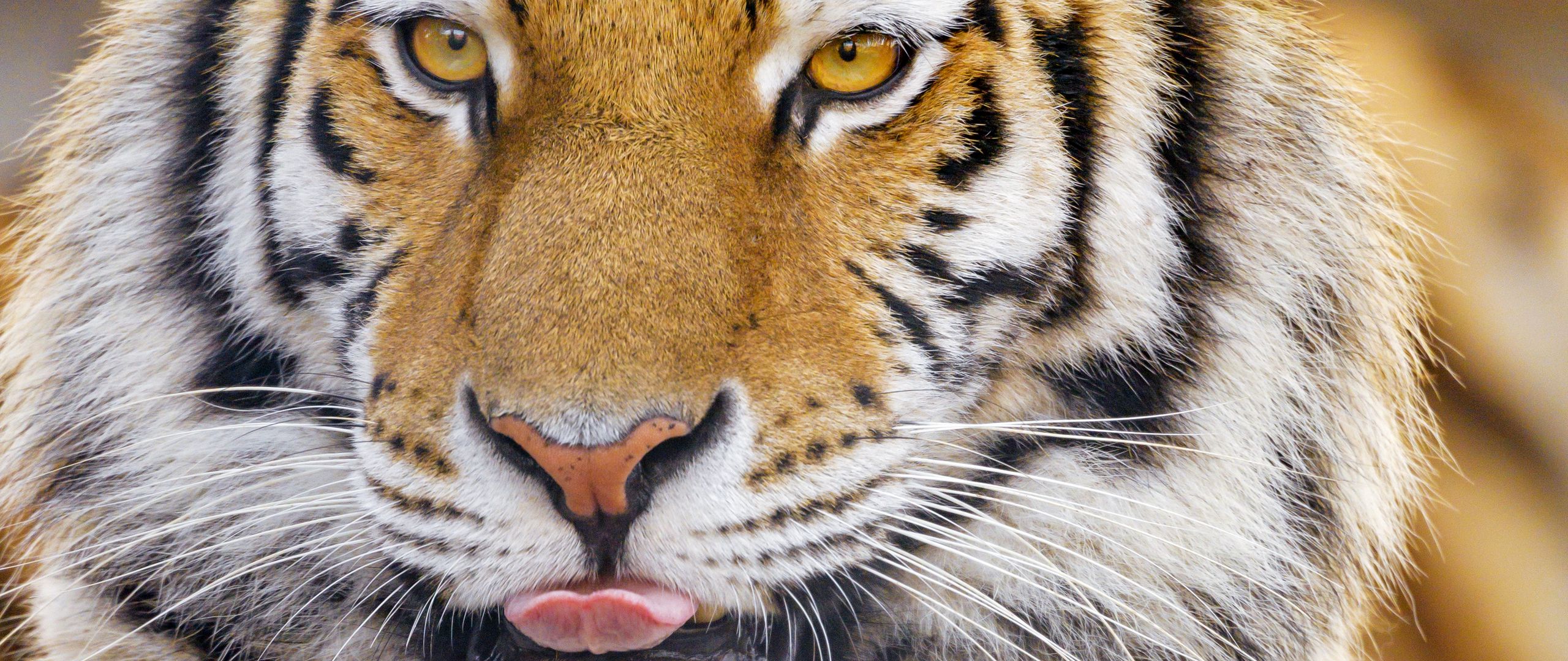 Download wallpaper 2560x1080 tiger, protruding tongue, animal, big cat ...