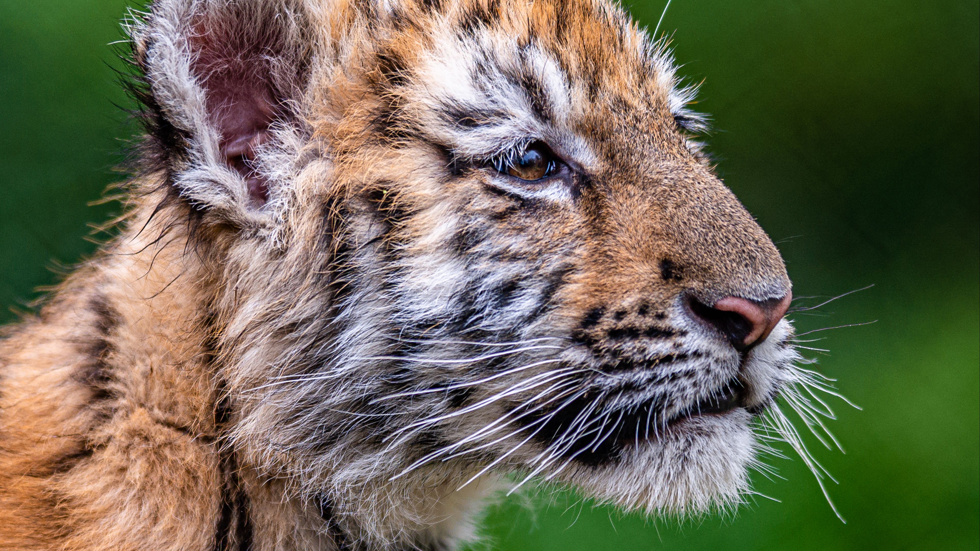 Download wallpaper 3840x2160 tiger, tiger cub, glance, animal, cute 4k ...